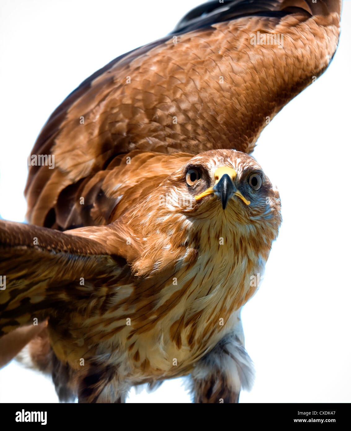 Portrait of hawk Stock Photo - Alamy