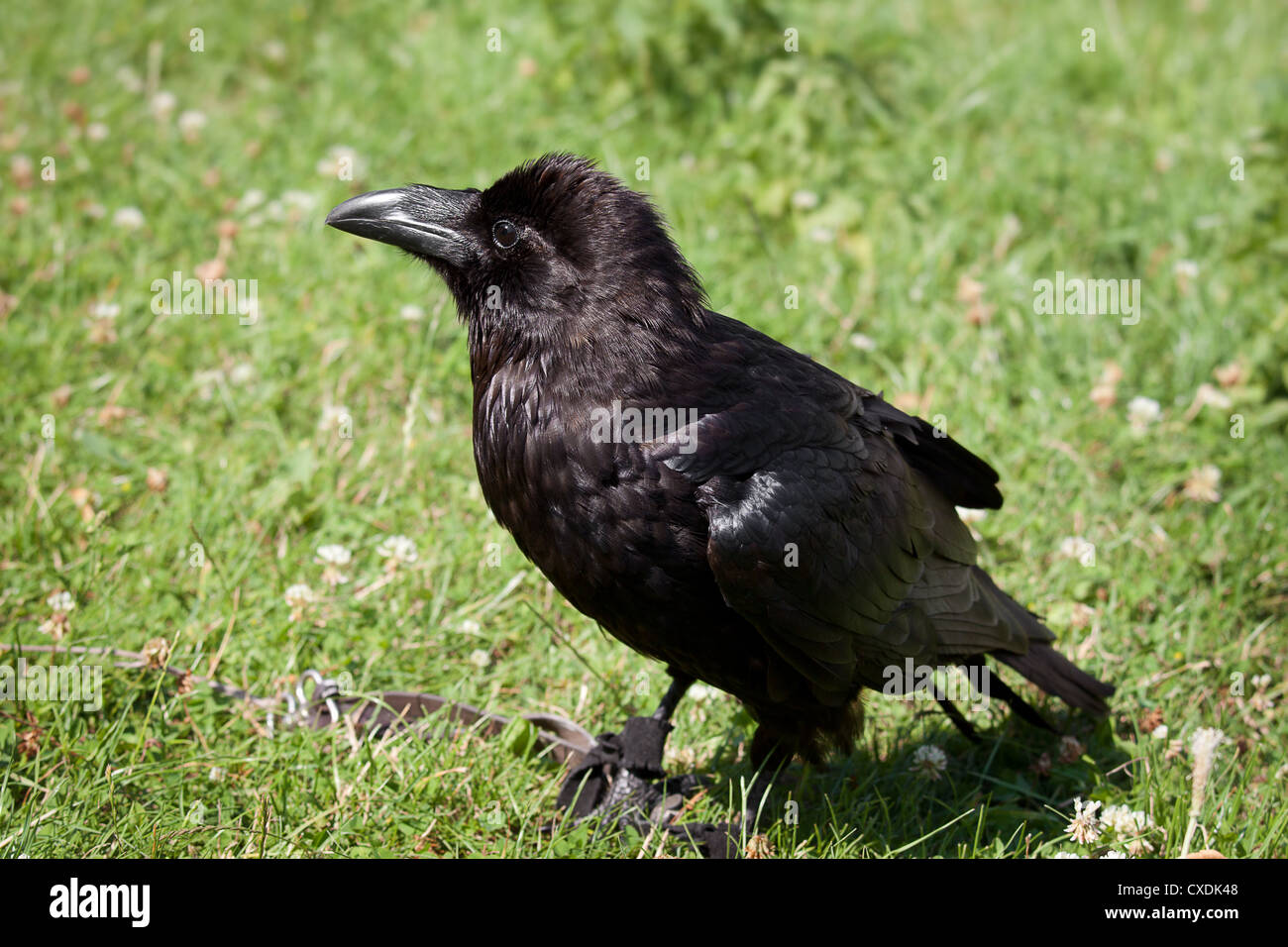 tame raven sitting on the grass Stock Photo - Alamy