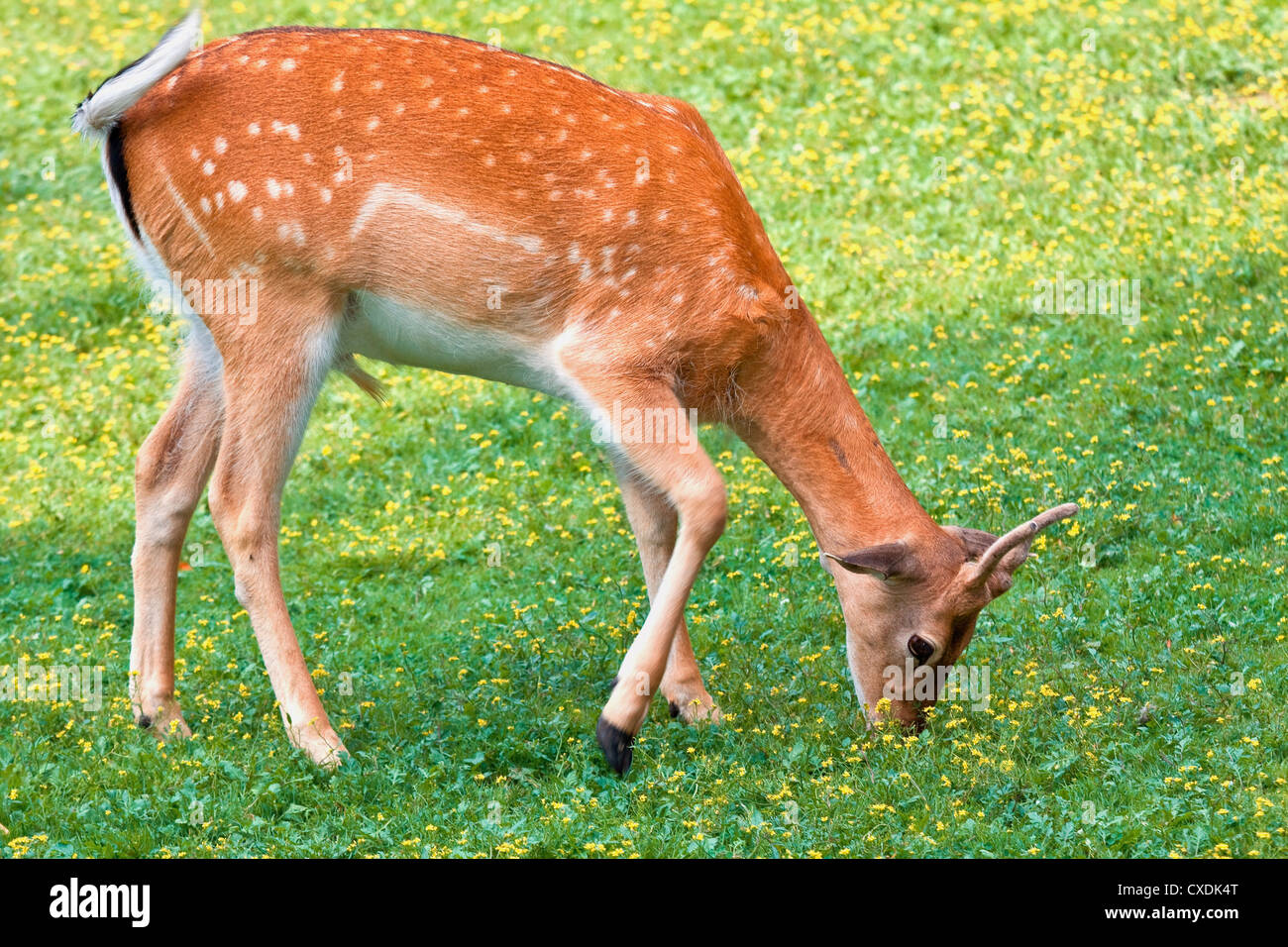 Deer in on a spot of grass in the forest Stock Photo - Alamy