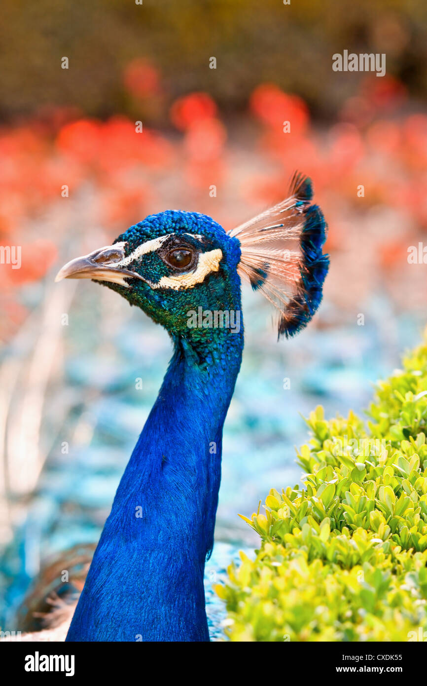 Head peacock hi-res stock photography and images - Alamy