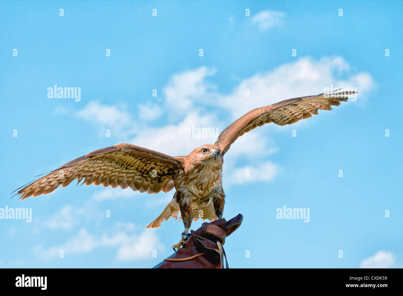 Portrait of hawk Stock Photo - Alamy