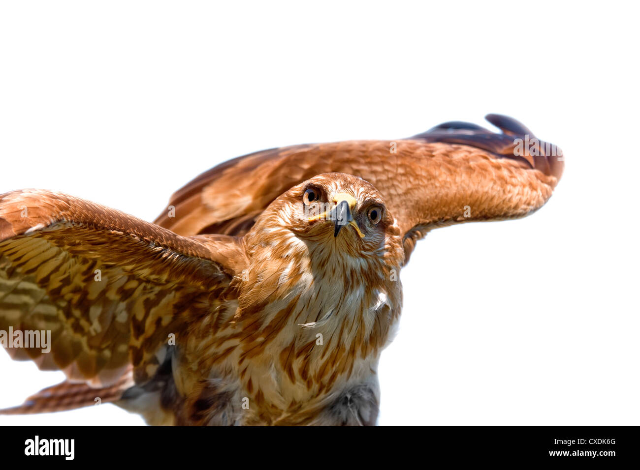 Portrait of hawk Stock Photo - Alamy
