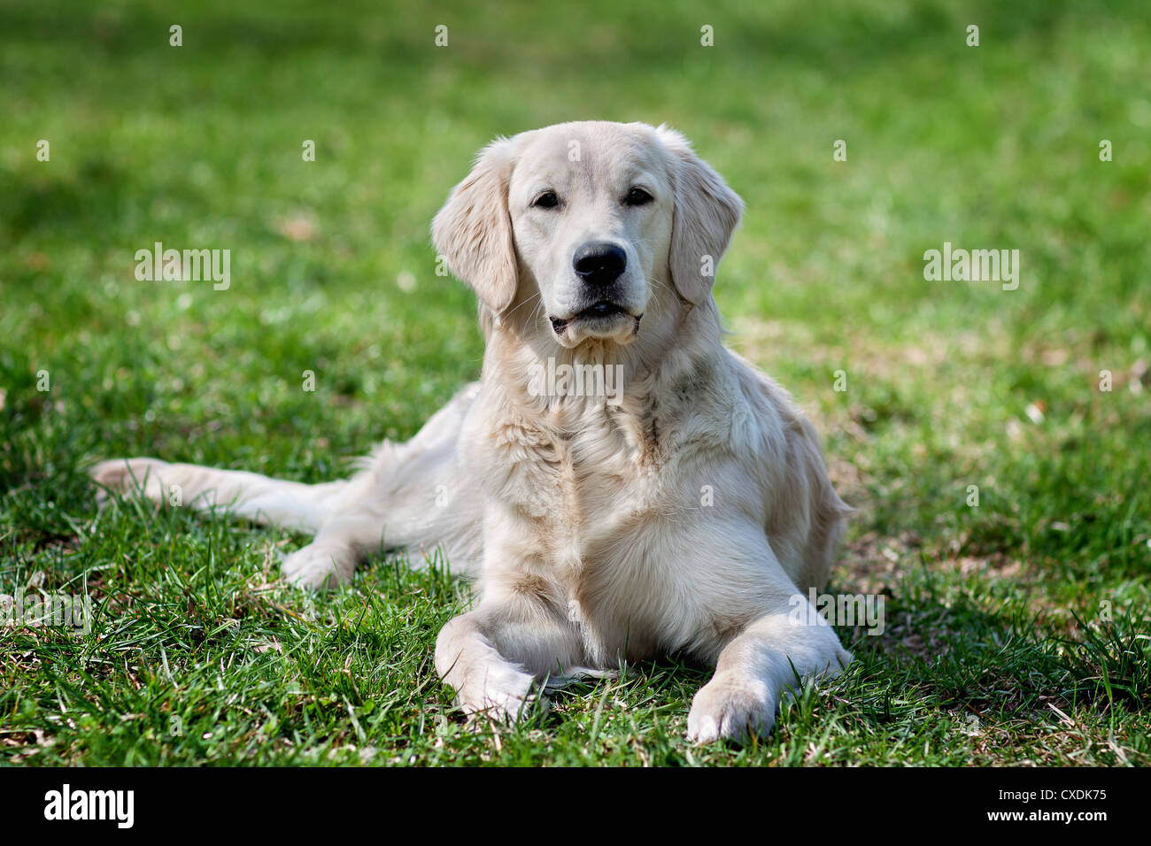 Close up look - portrait golden retriever Stock Photo - Alamy