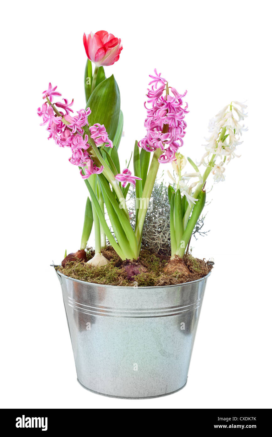 Spring flower garden container Cut Out Stock Images & Pictures - Alamy