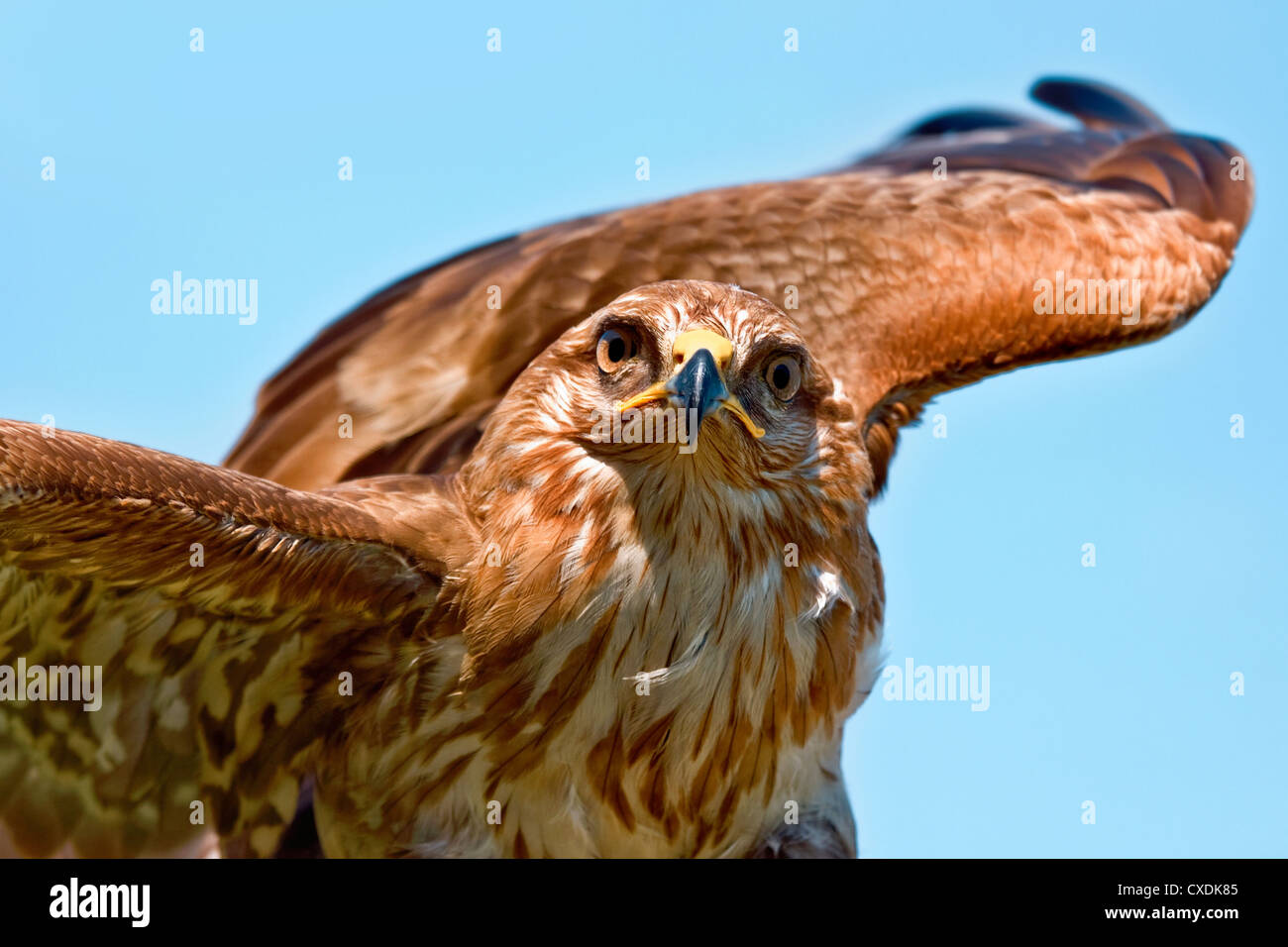 Macro portrait bird of prey hi-res stock photography and images - Alamy