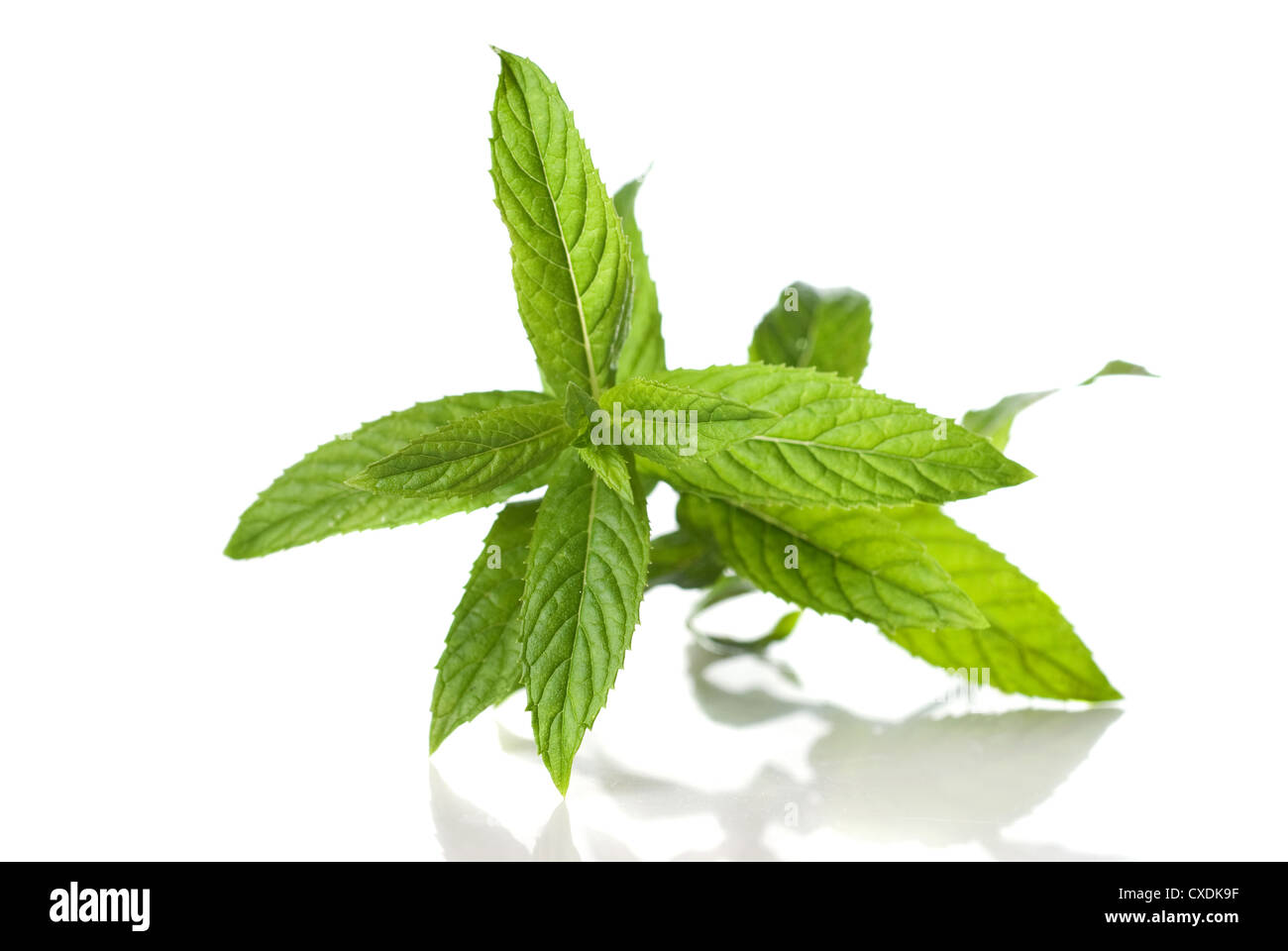 green mint isolated on white Stock Photo - Alamy
