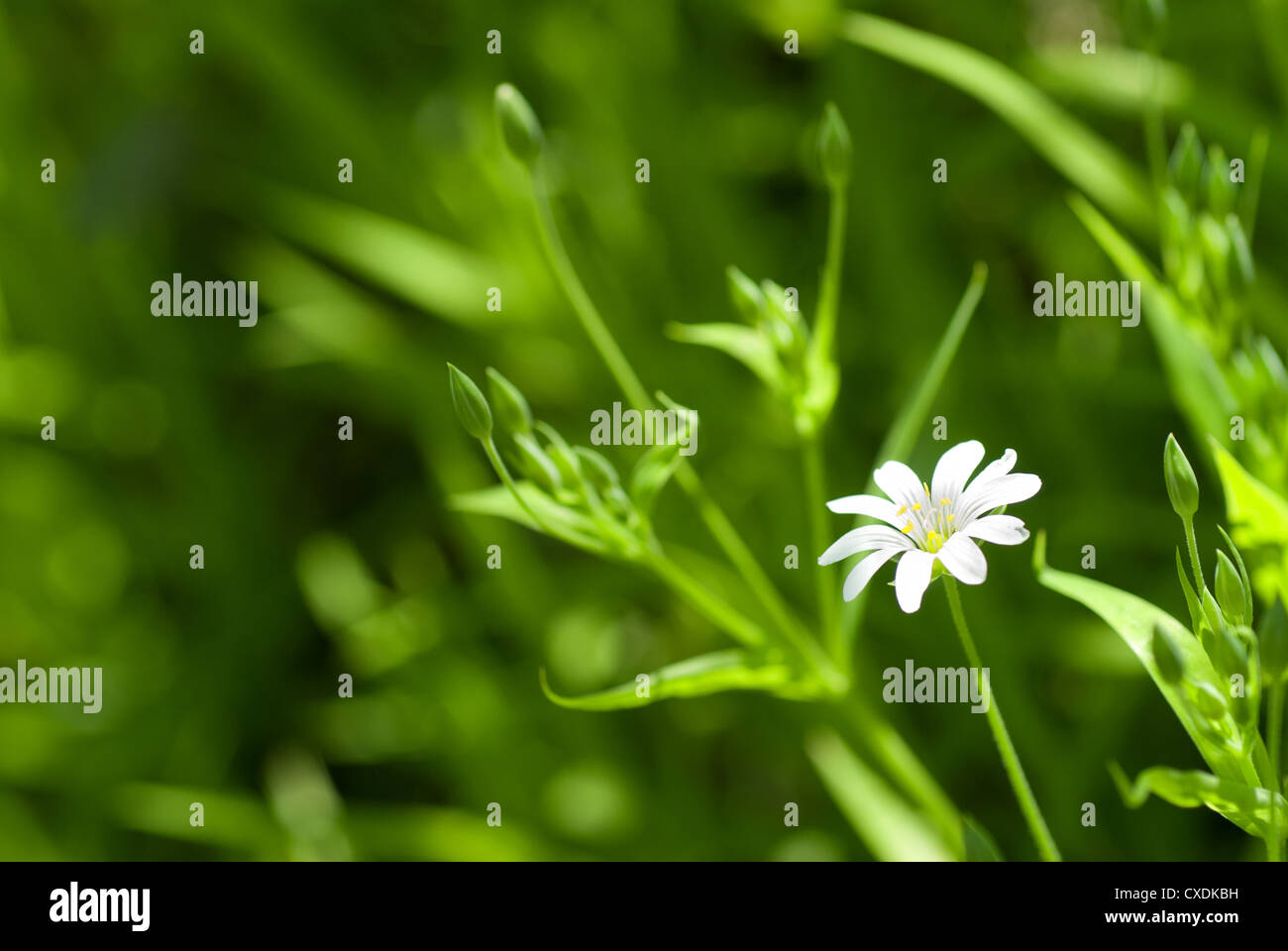 Multi colored chamomile hi-res stock photography and images - Alamy