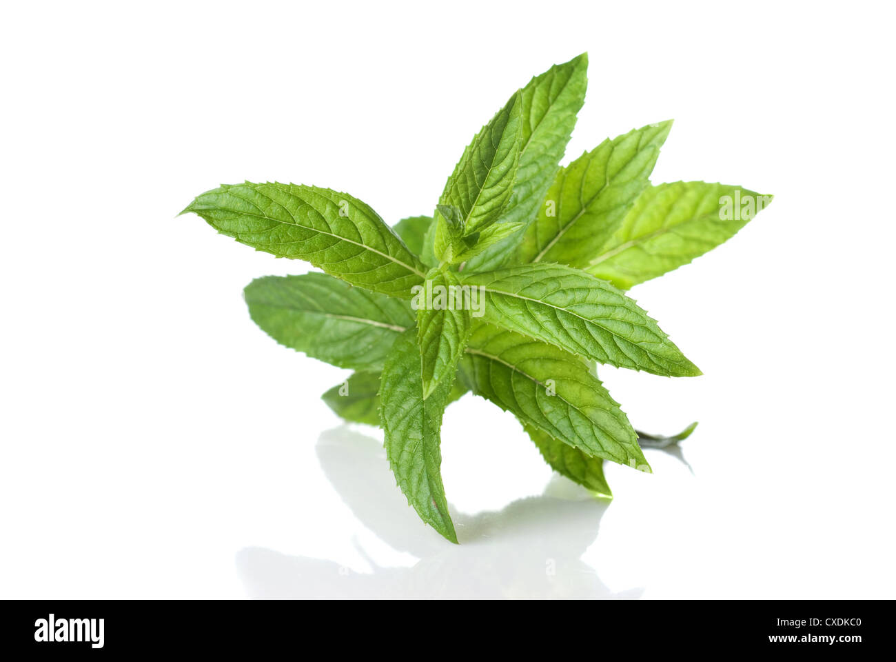 green mint isolated on white Stock Photo - Alamy