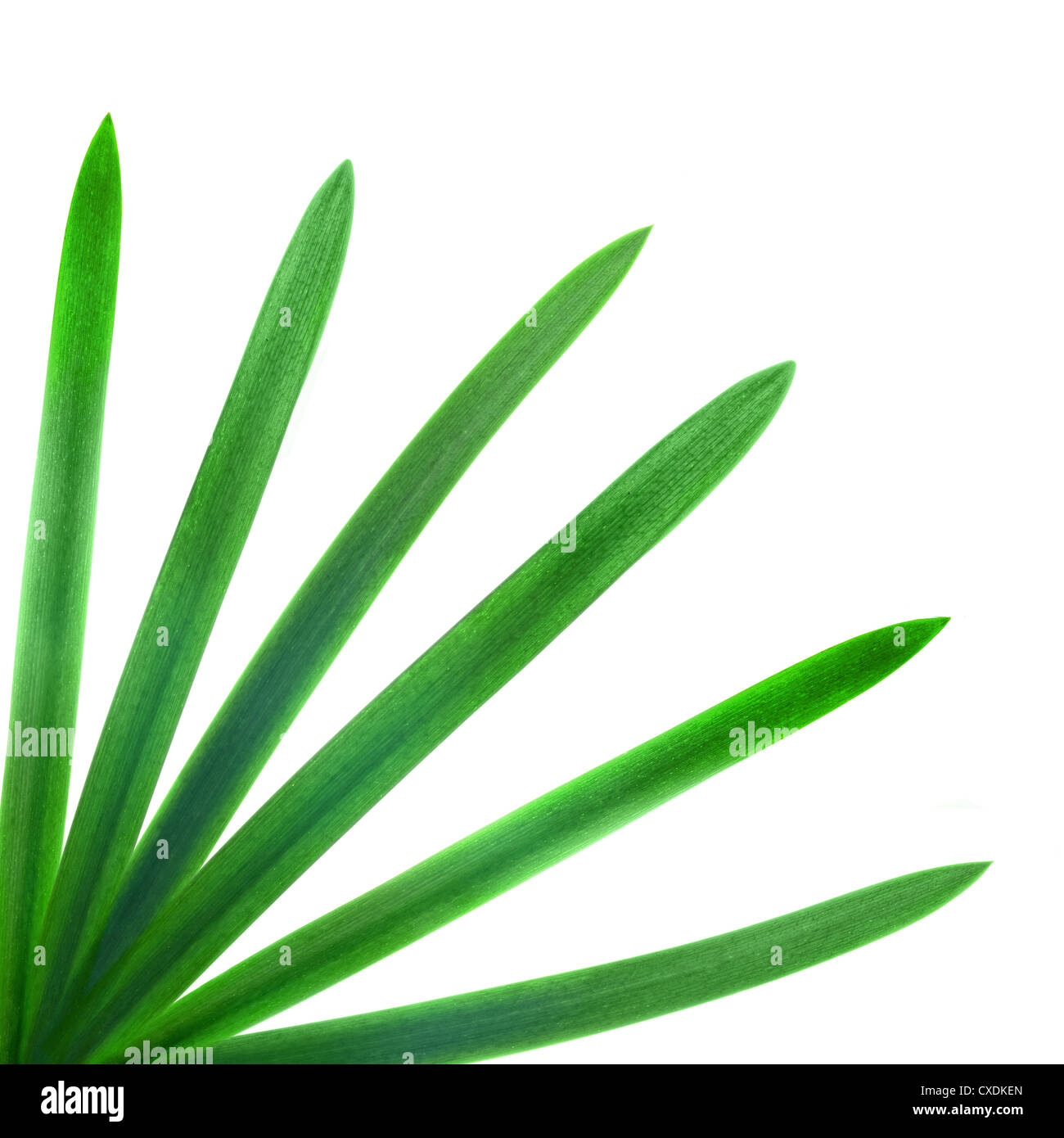 green palm leaves isolated on white Stock Photo - Alamy