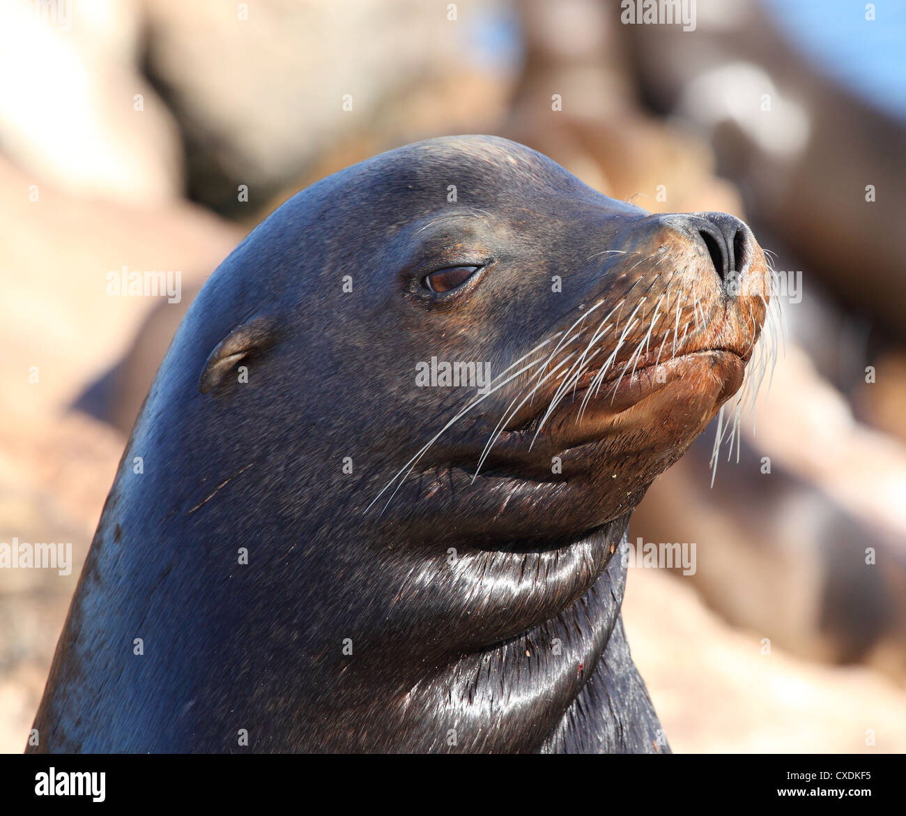 Sea Lion Eyes Stock Photos & Sea Lion Eyes Stock Images - Alamy