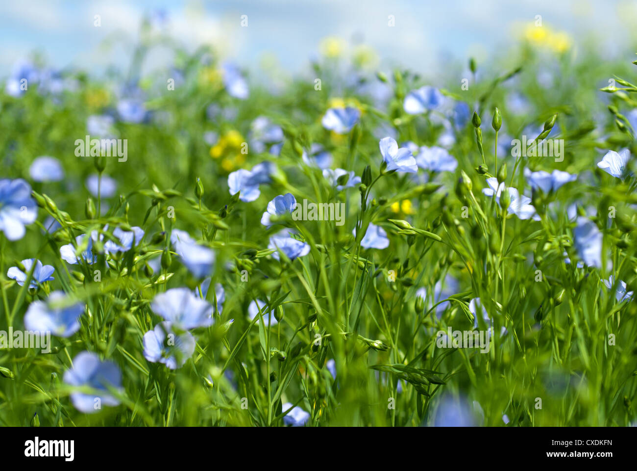 Flax flowers hi-res stock photography and images - Alamy