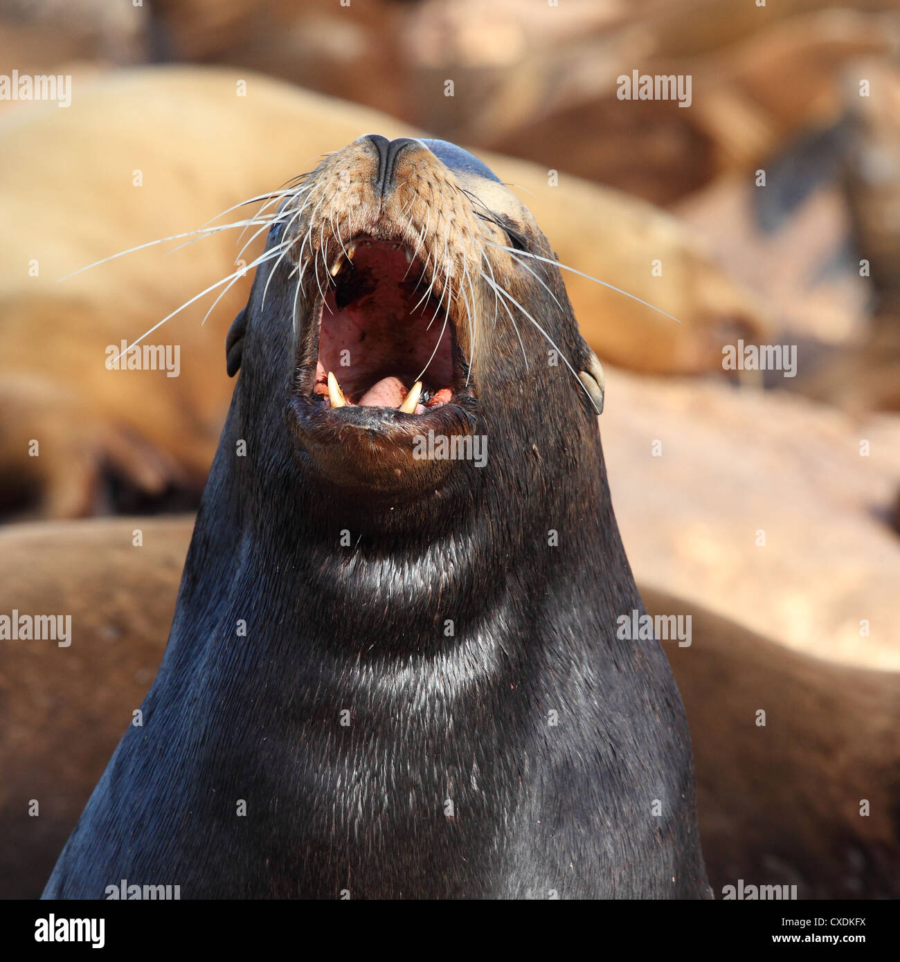Closeup view of a sea lion Stock Photo - Alamy