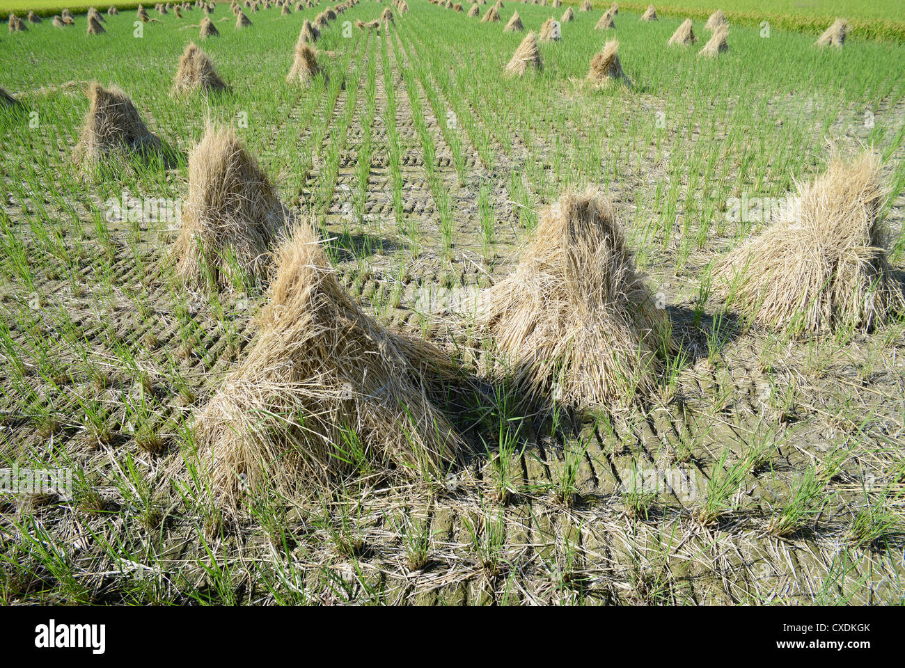 paddy straw on farmland Stock Photo - Alamy
