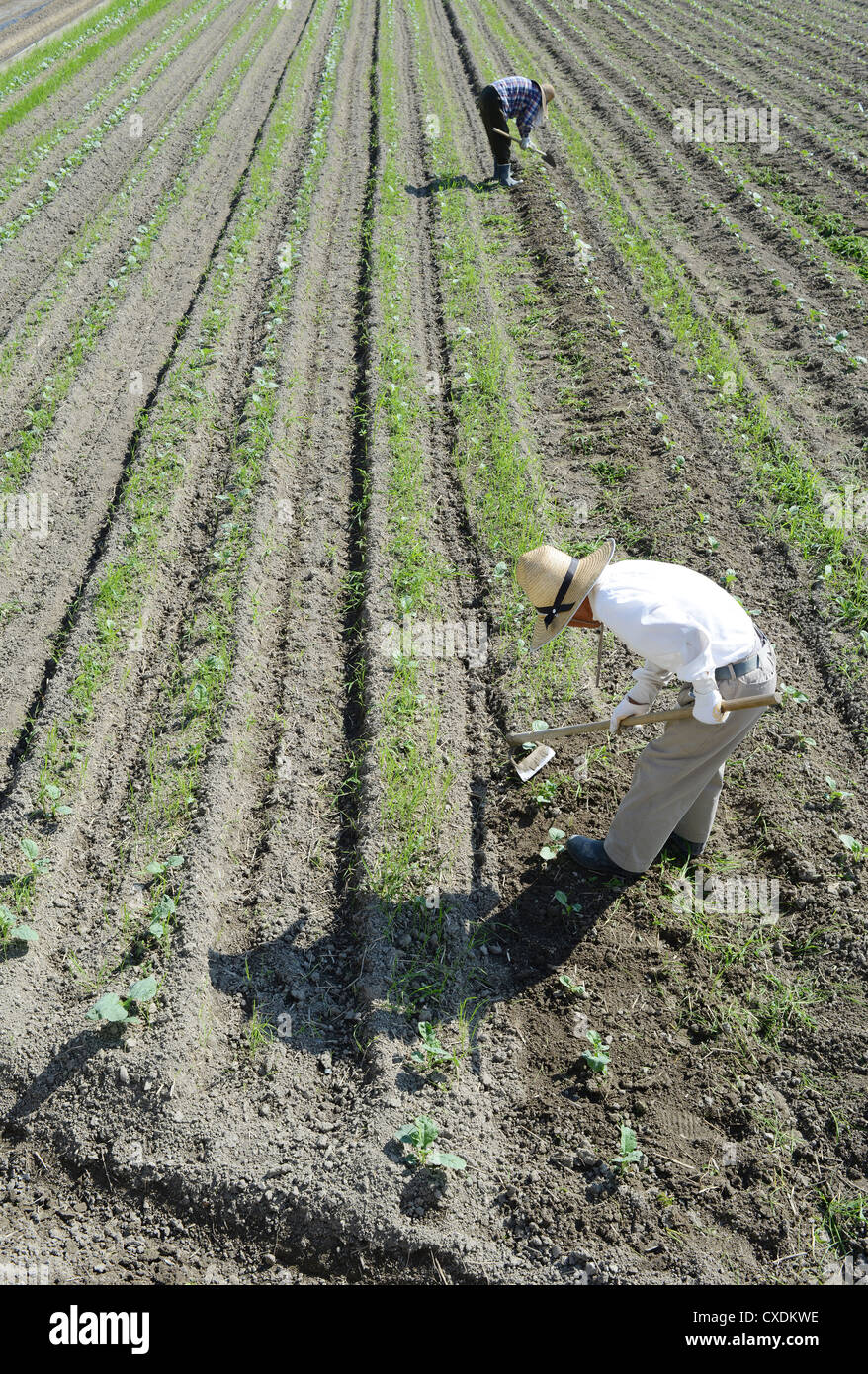 Plant and farmers working in the farm Stock Photo - Alamy