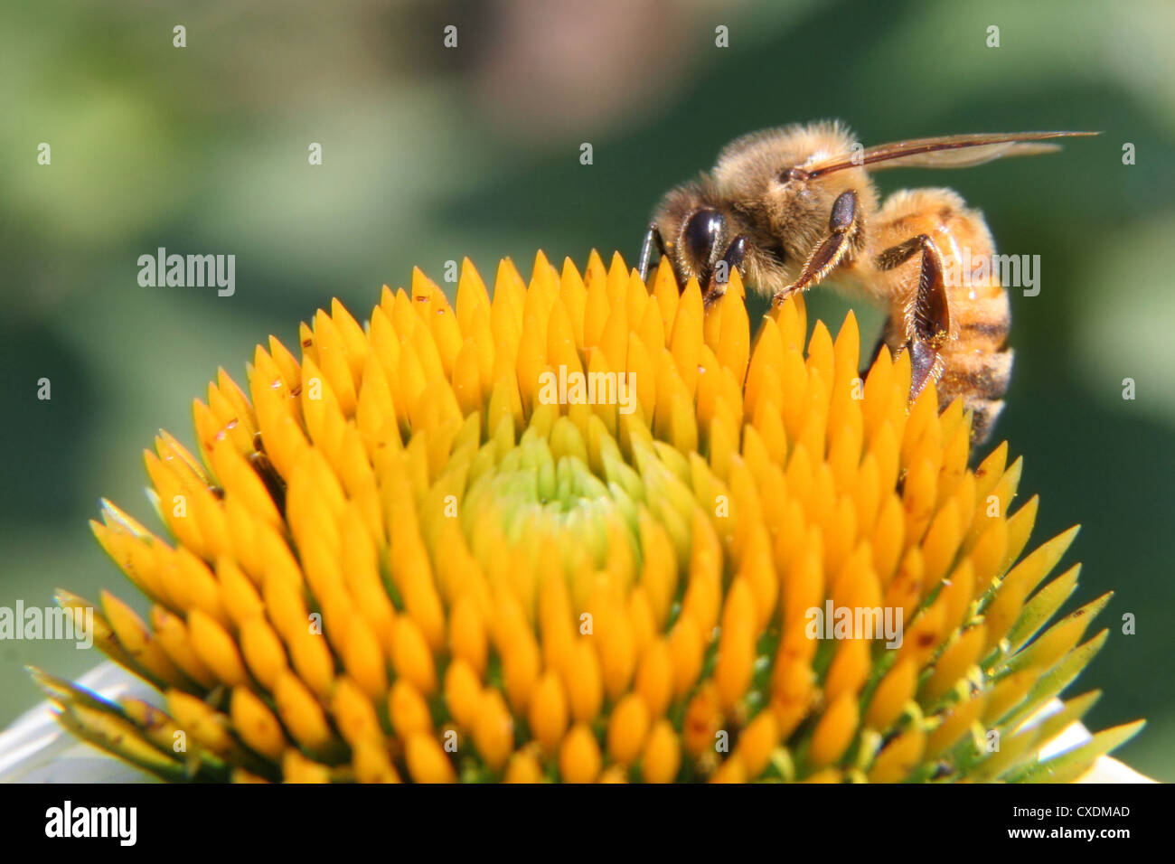 bee at work Stock Photo - Alamy