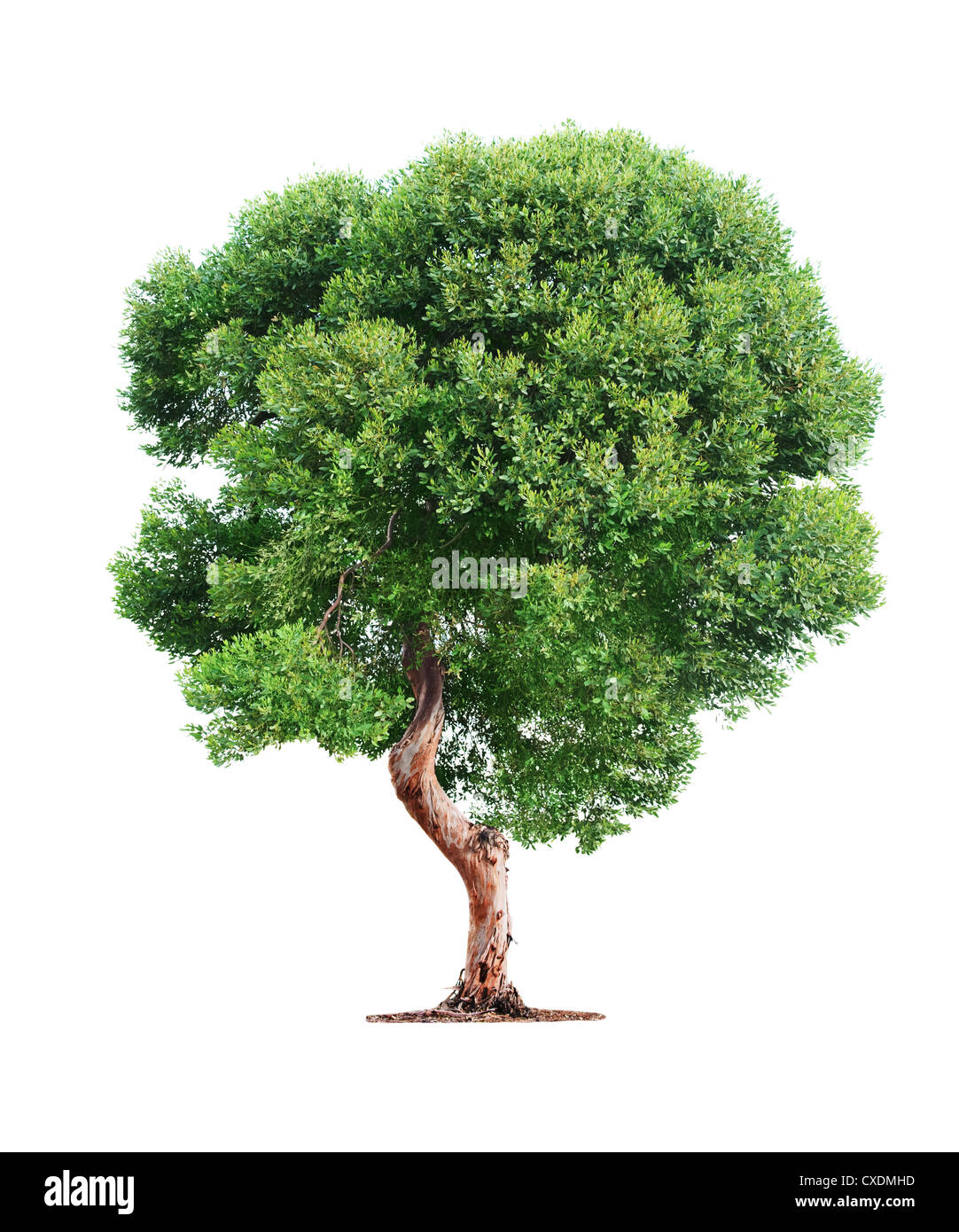 Tree on white background Stock Photo - Alamy