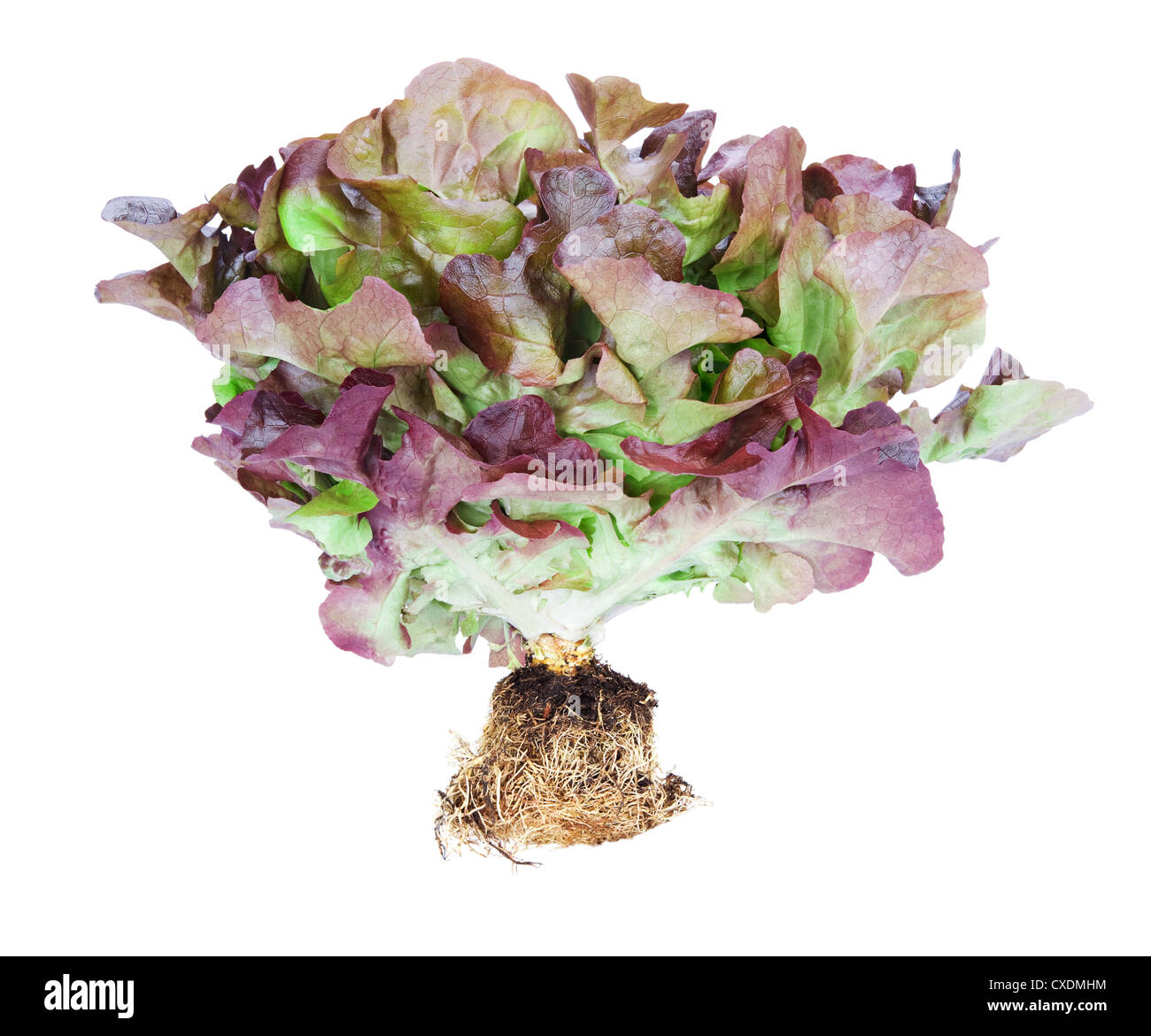 Summer crisp lettuce hi-res stock photography and images - Alamy