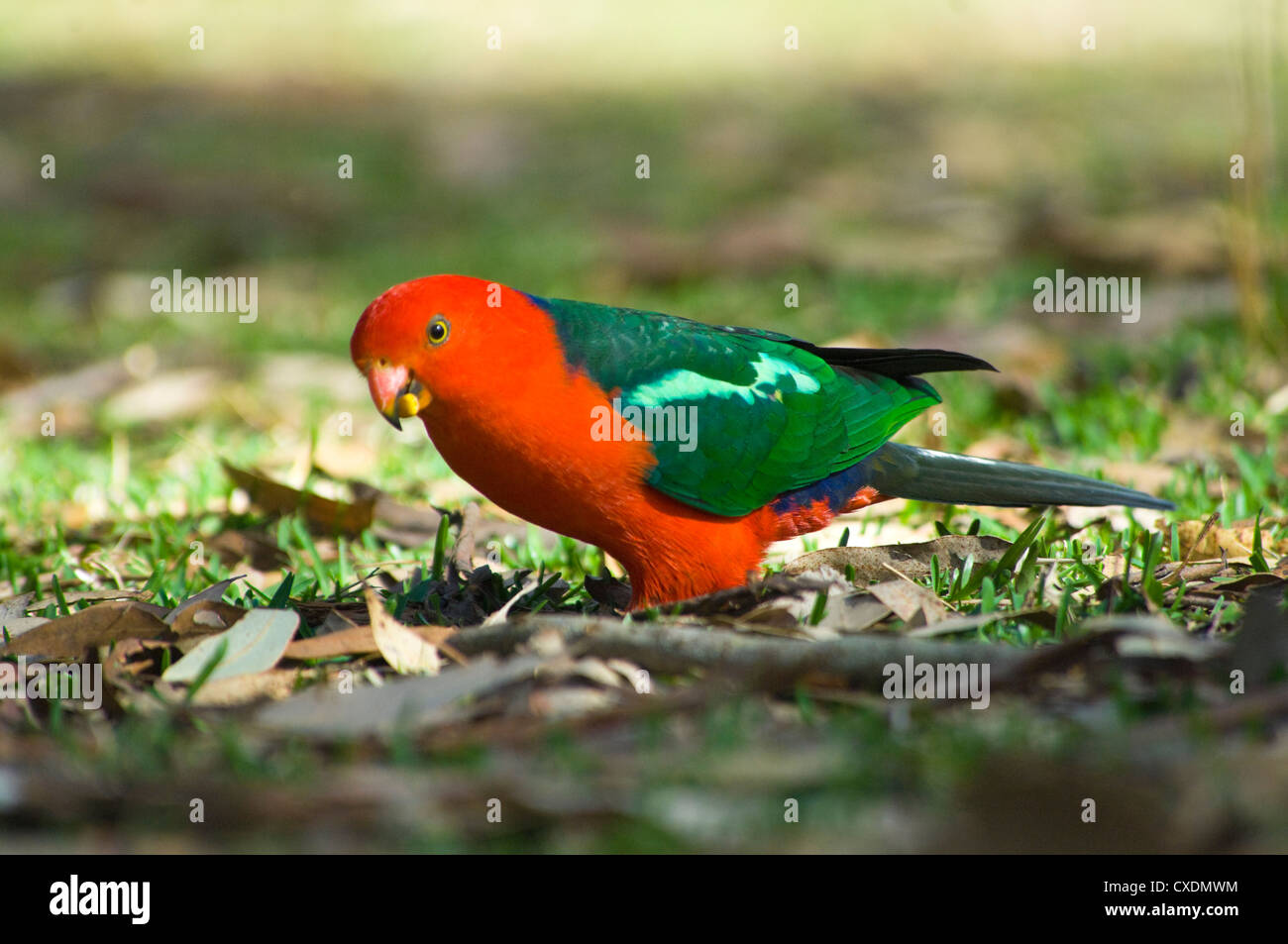 Australian King Parrot High Resolution Stock Photography and Images - Alamy
