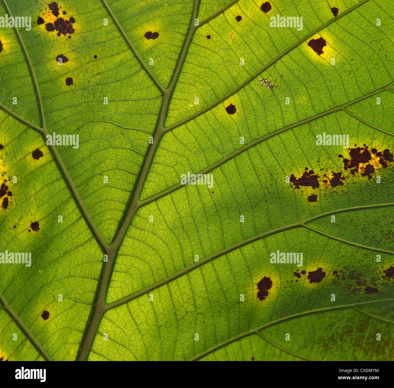 Leaf structure and decomposition hi-res stock photography and images ...
