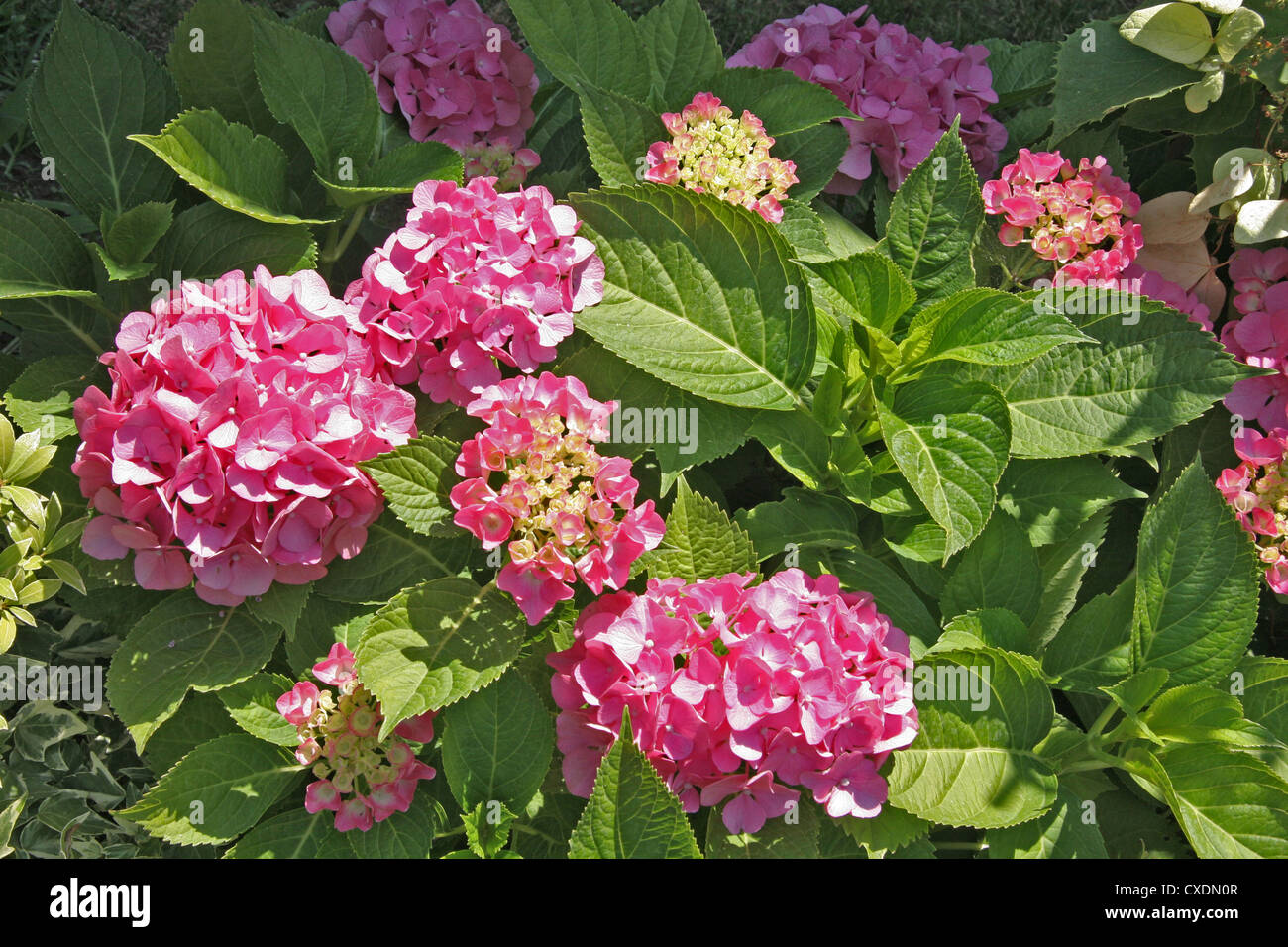 Hydrangea macrophylla or Hortensia Stock Photo - Alamy