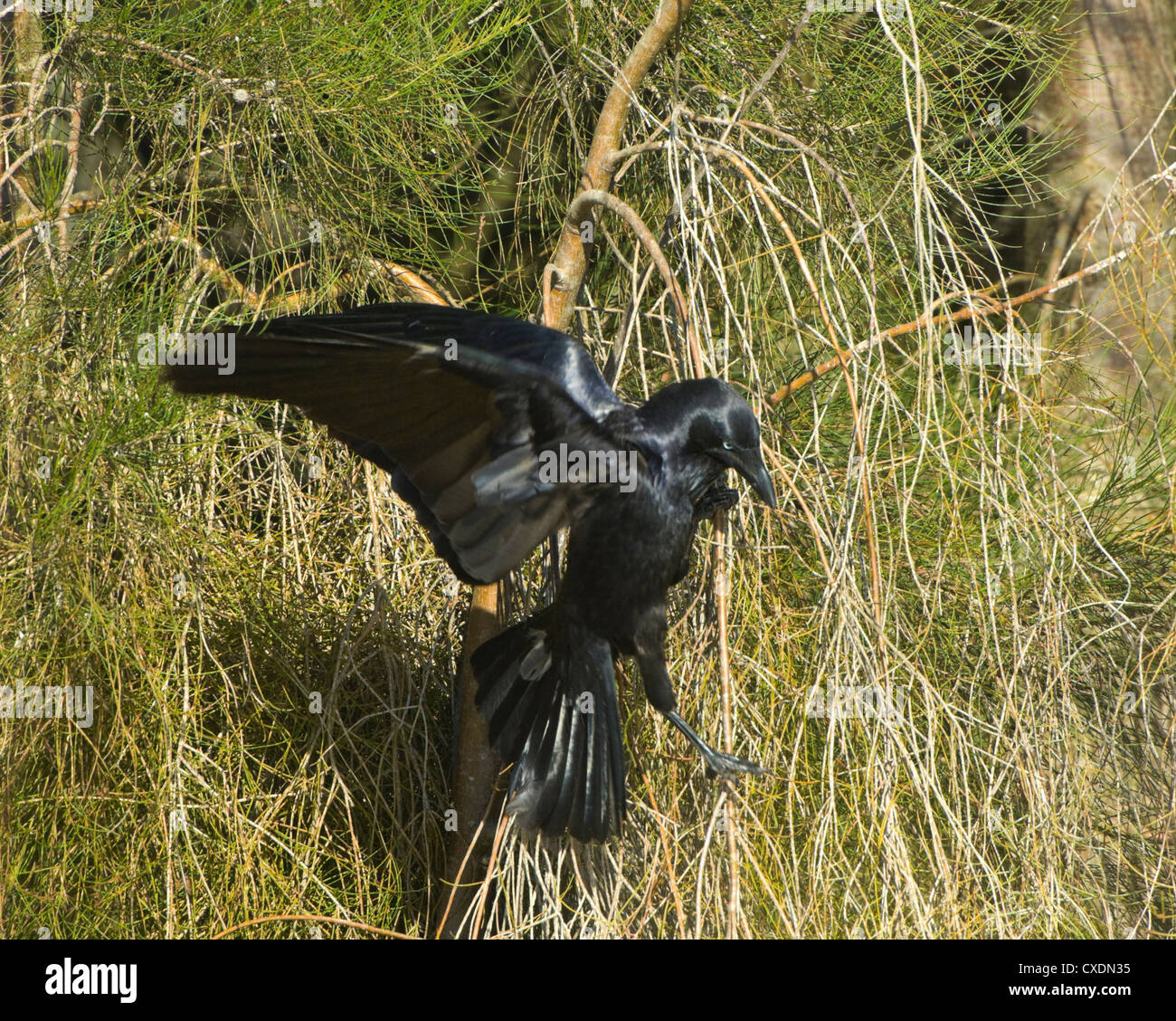 Australian Raven (Corvus coronoides Stock Photo - Alamy