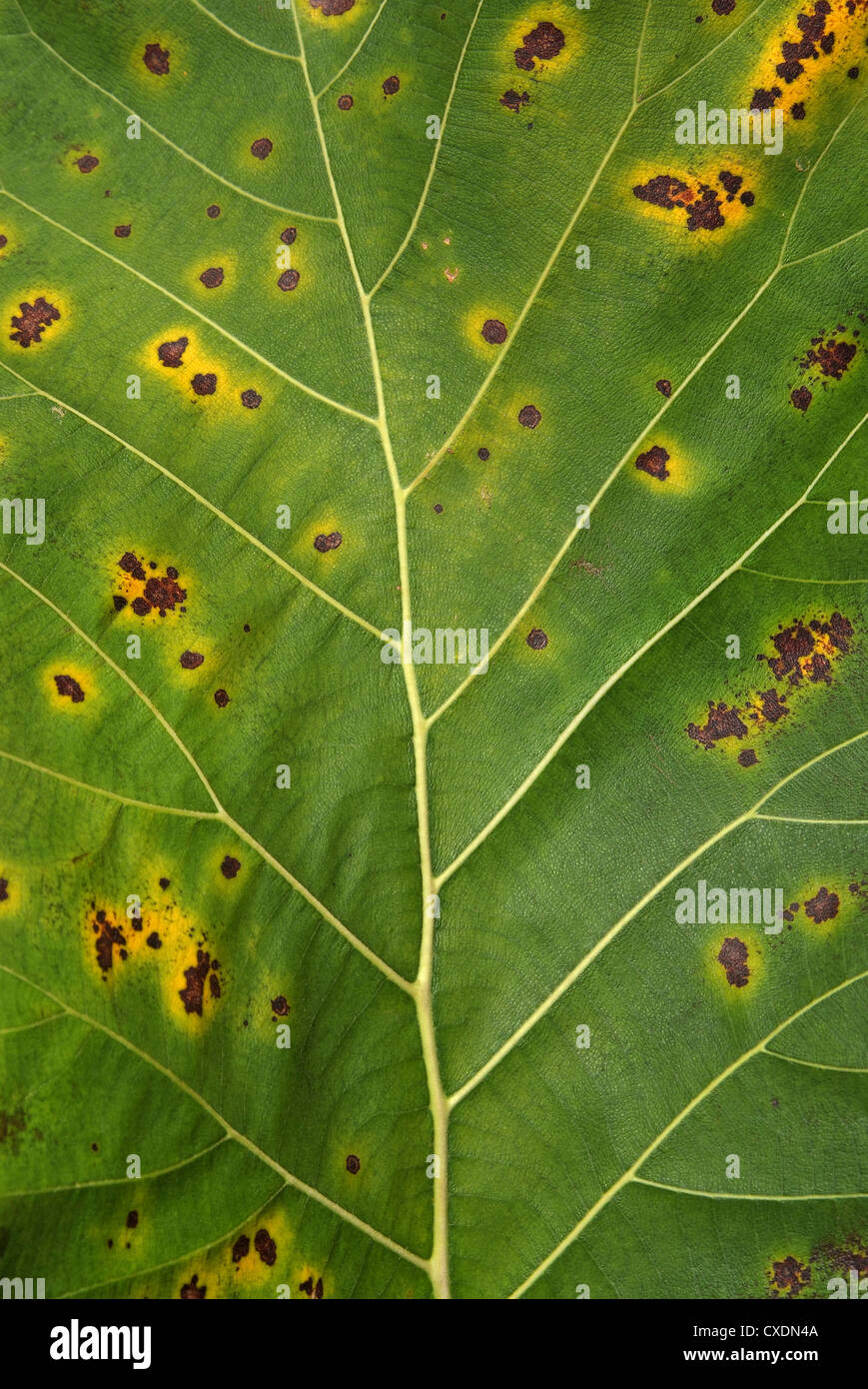 Leaf structure and decomposition hi-res stock photography and images ...