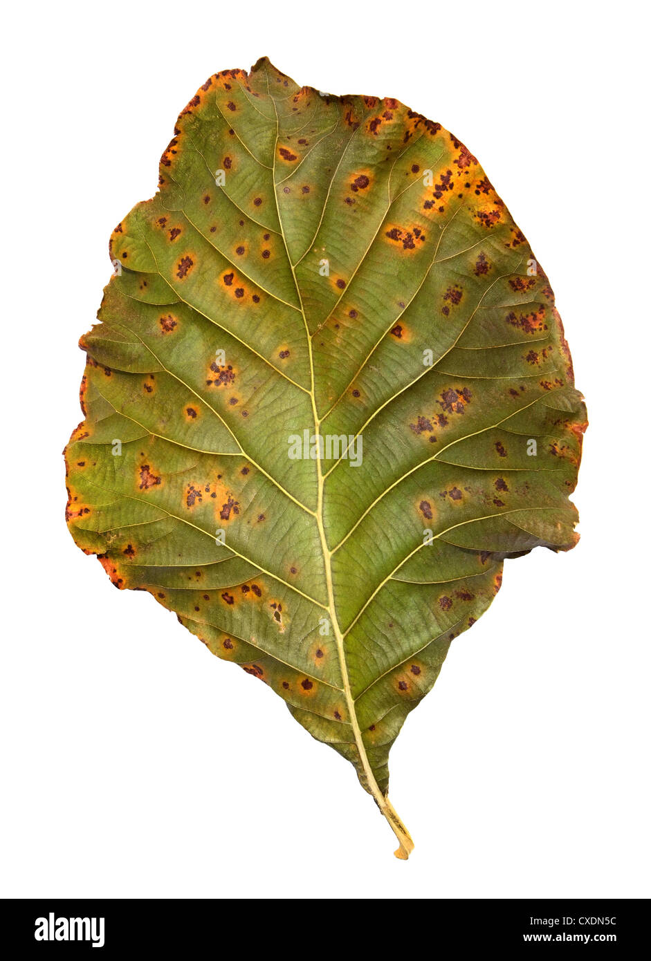 Leaf structure and decomposition Cut Out Stock Images & Pictures - Alamy