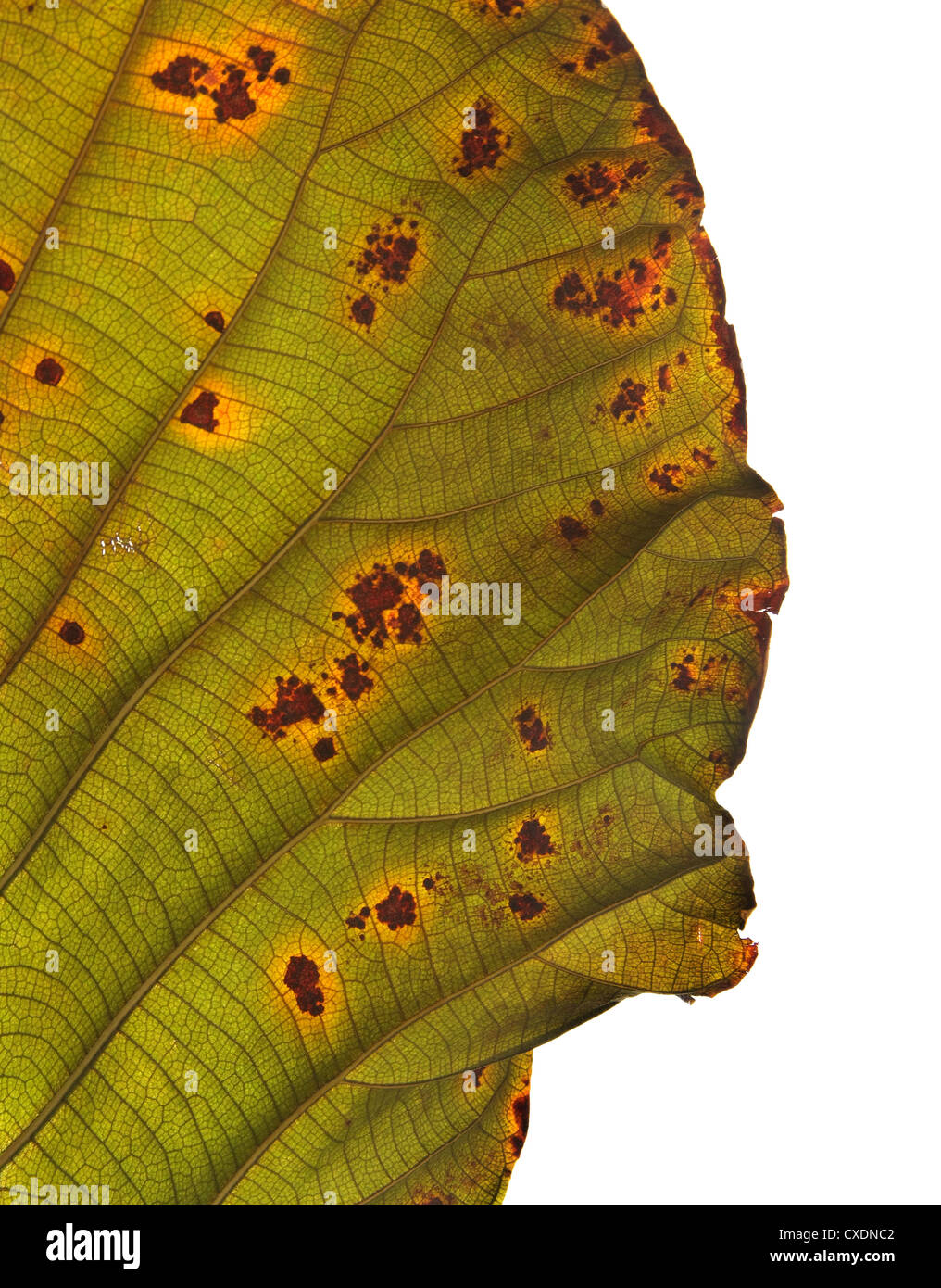 Decomposition of Teak Leaf, close up, isolated on white background ...