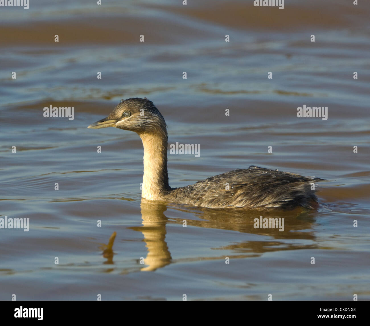 Hoary-headed Grebe (Poliocephalus poliocephalus), New South Wales ...