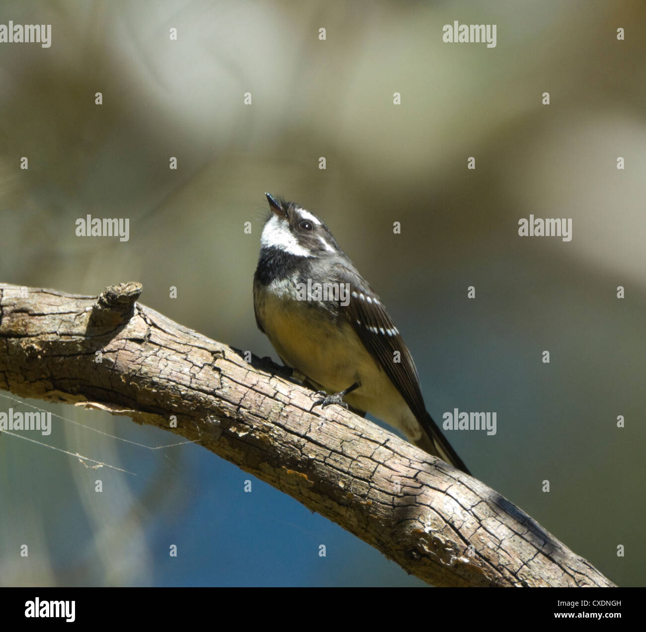 The grey fantail hi-res stock photography and images - Alamy