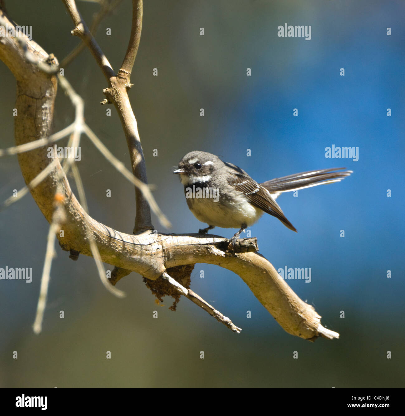 Australian grey fantail rhipidura fuliginosa hi-res stock photography ...