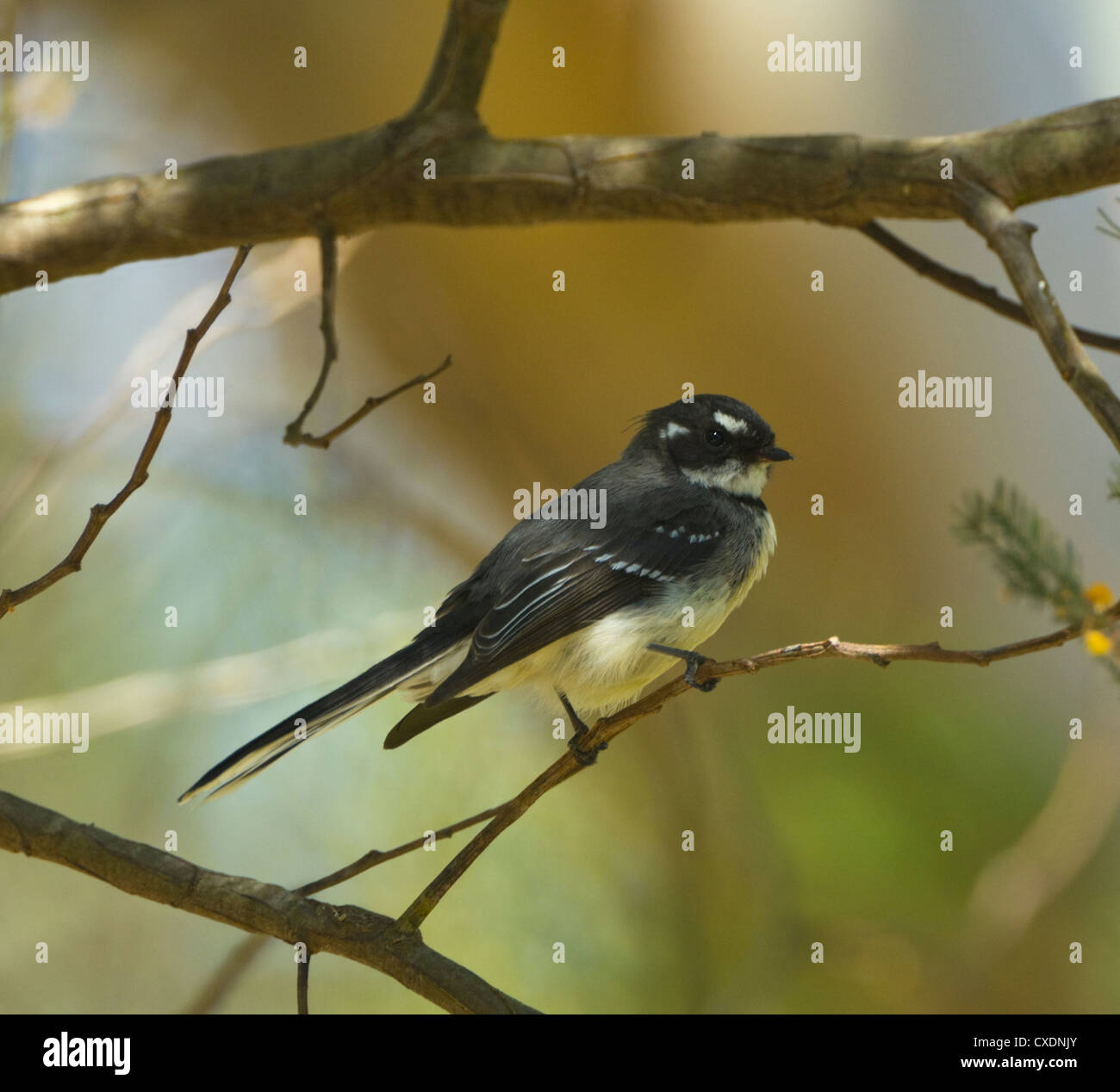 Grey Fantail (Rhipidura fuliginosa), New South Wales, Australia Stock ...