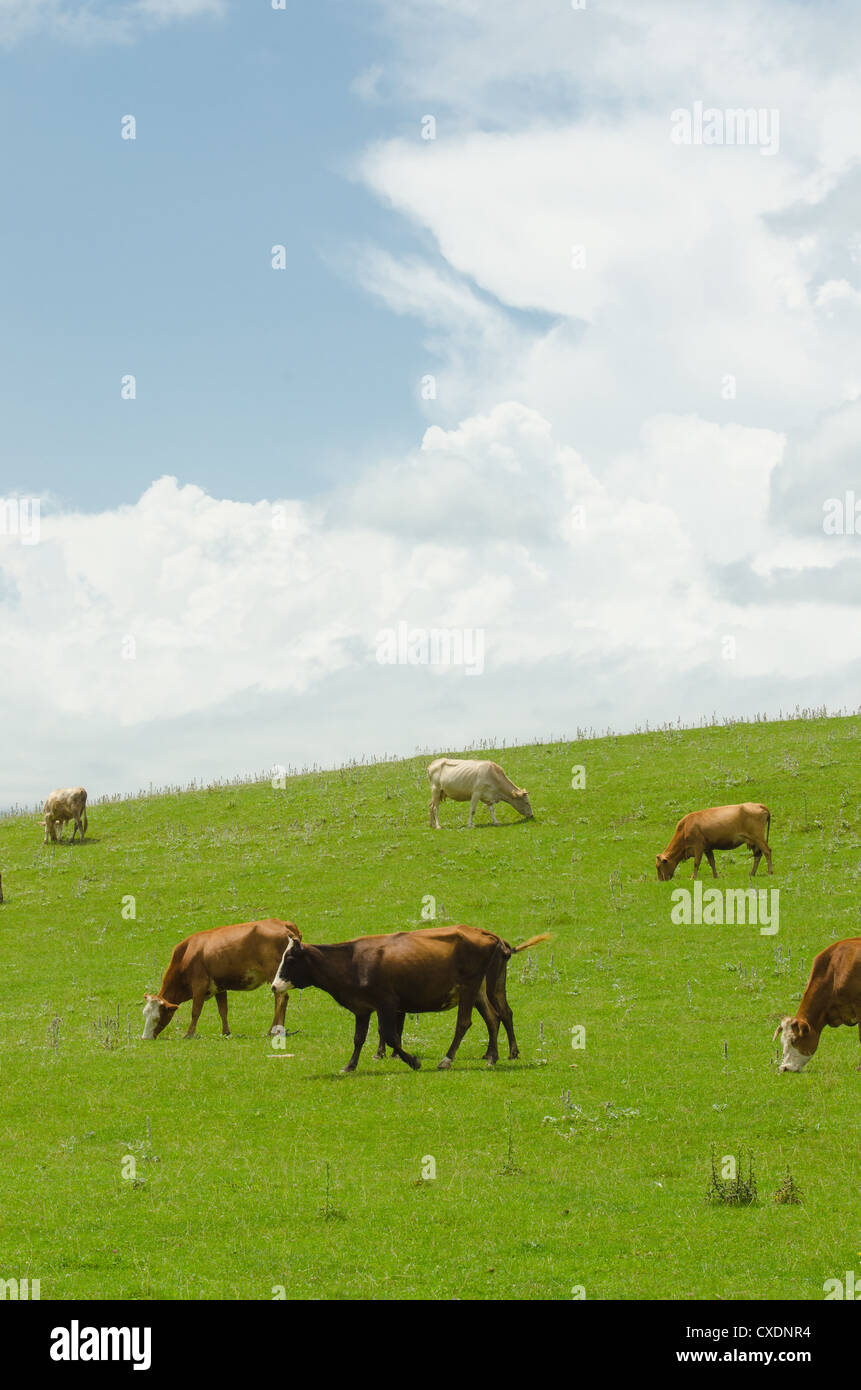 Cows grazing on the green field Stock Photo - Alamy