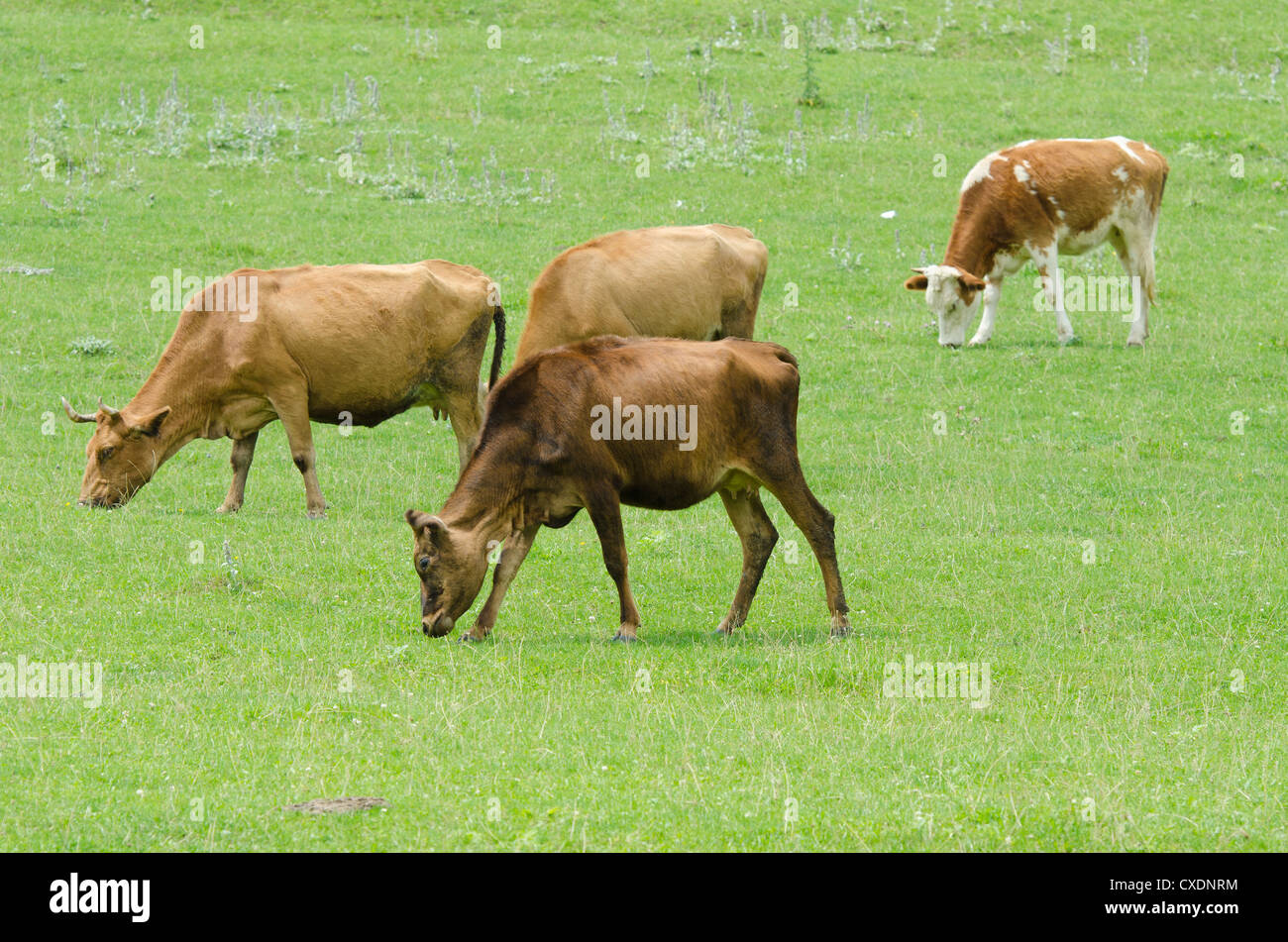 Cows grazing on the green field Stock Photo - Alamy