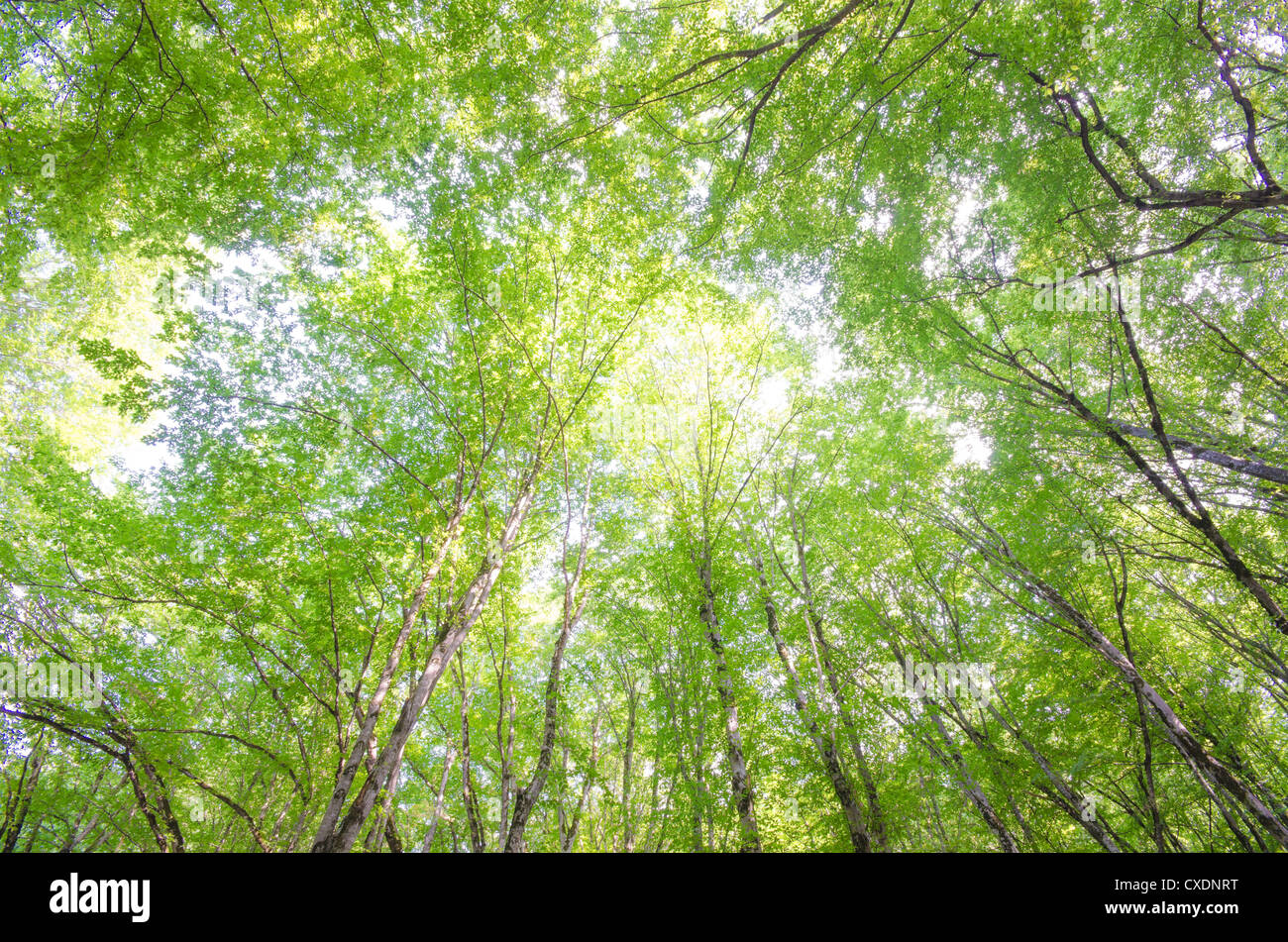 Green forest in bright summer day Stock Photo - Alamy