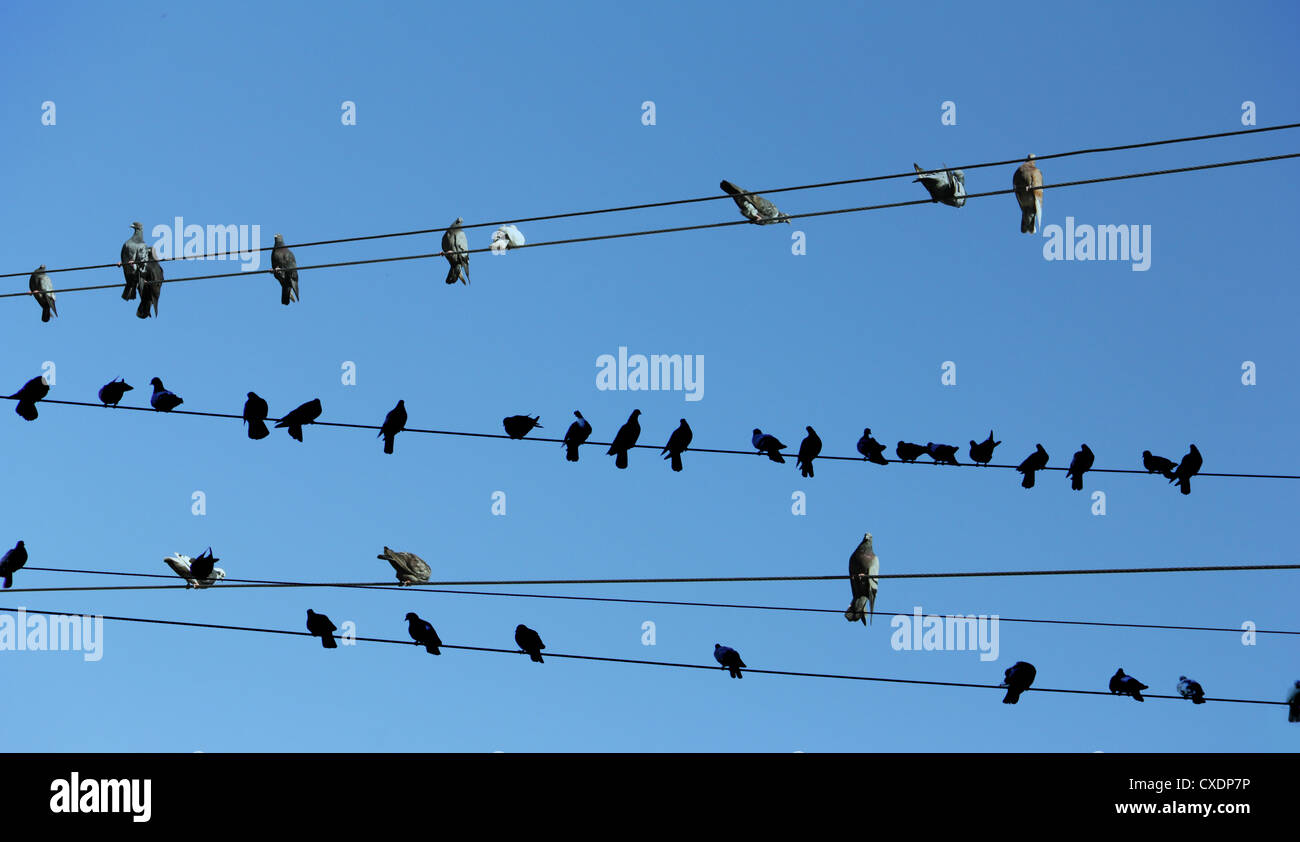bird pigeon sitting on wire Stock Photo - Alamy