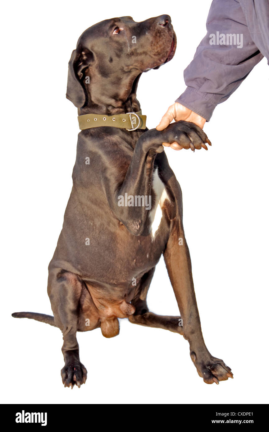 Dog shake hand hi-res stock photography and images - Alamy