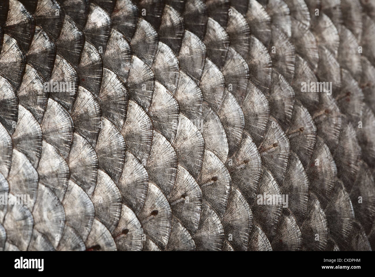 Fish scales texture hi-res stock photography and images - Alamy