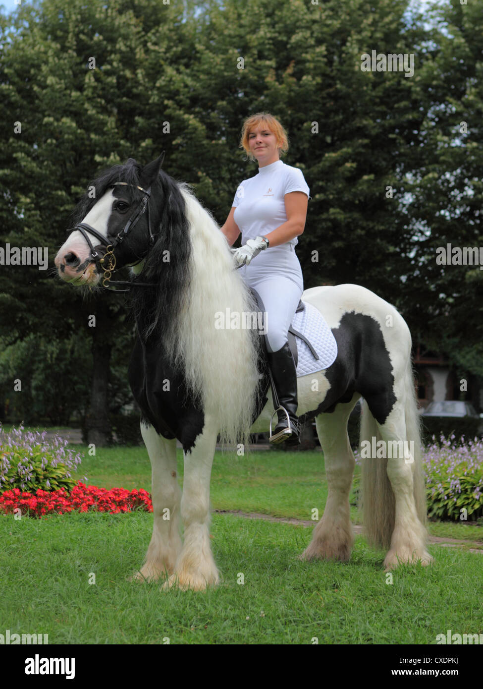 Tinker stallion show Stock Photo - Alamy