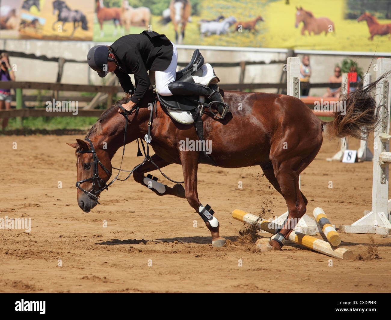 Brown horse refuse jump dismount hi-res stock photography and images ...