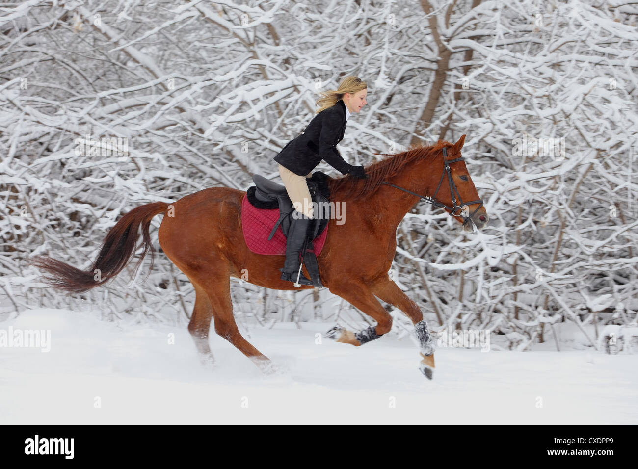 Woman riding horse snow running hi-res stock photography and images - Alamy