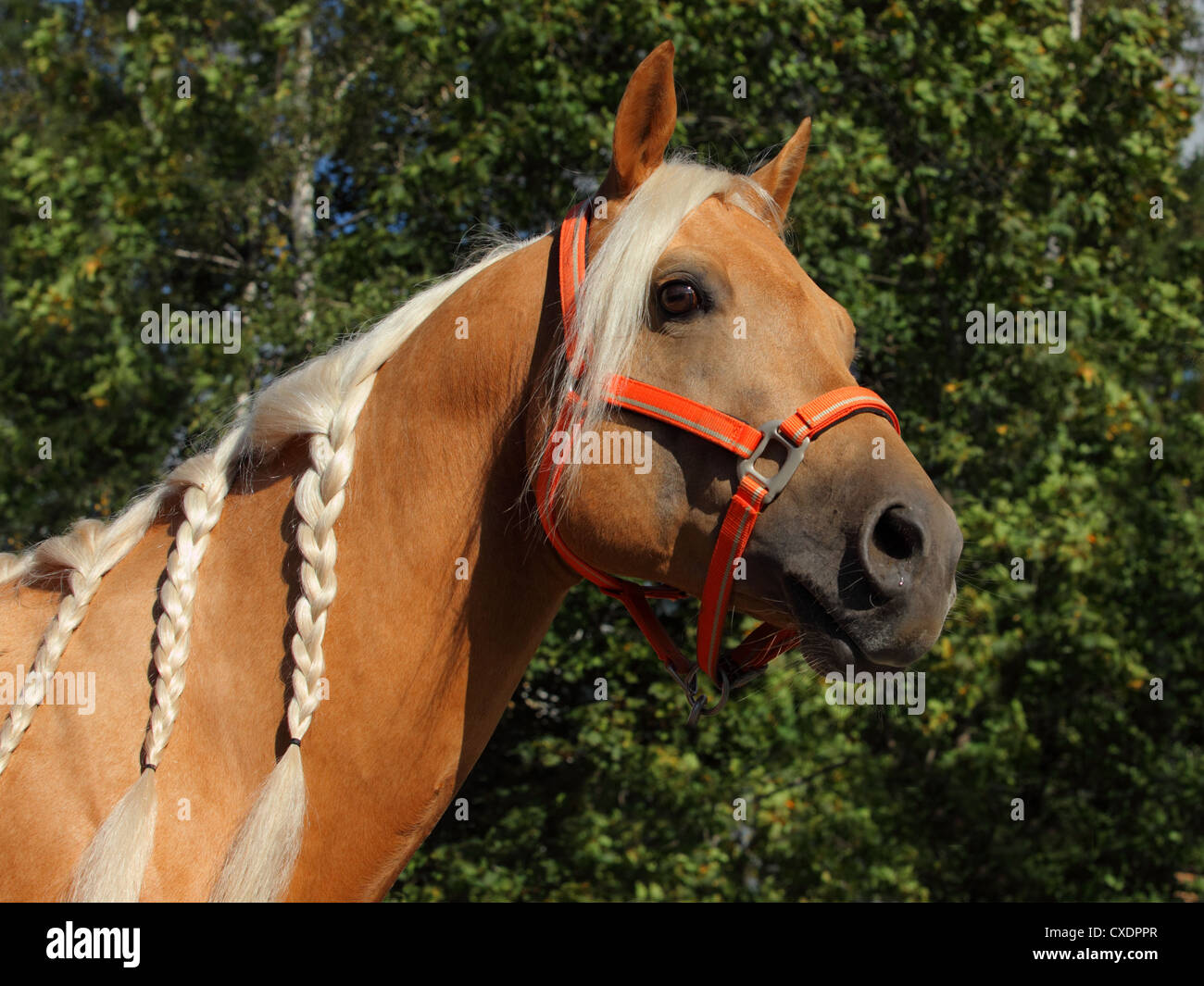 Animal portrait horizontal hi-res stock photography and images - Alamy