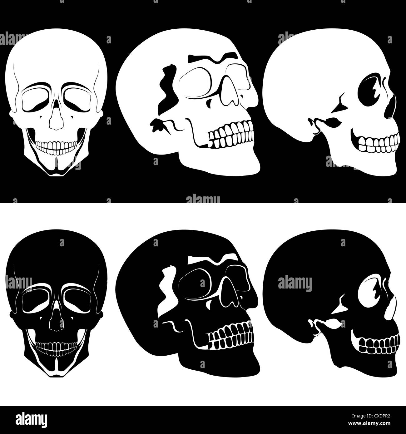 Several black and white human skulls. Illustration on black and white ...