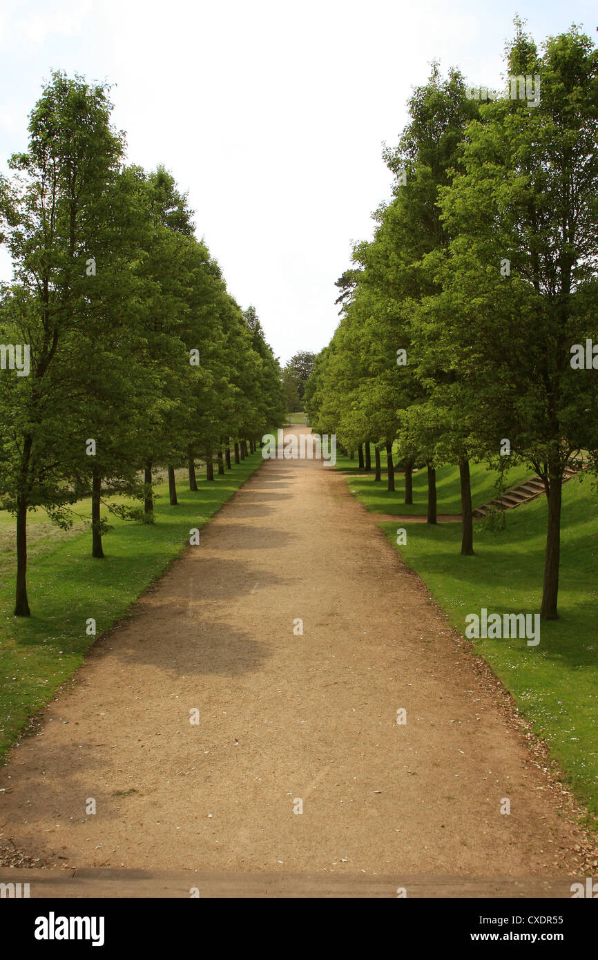 Avenue of trees Stock Photo - Alamy