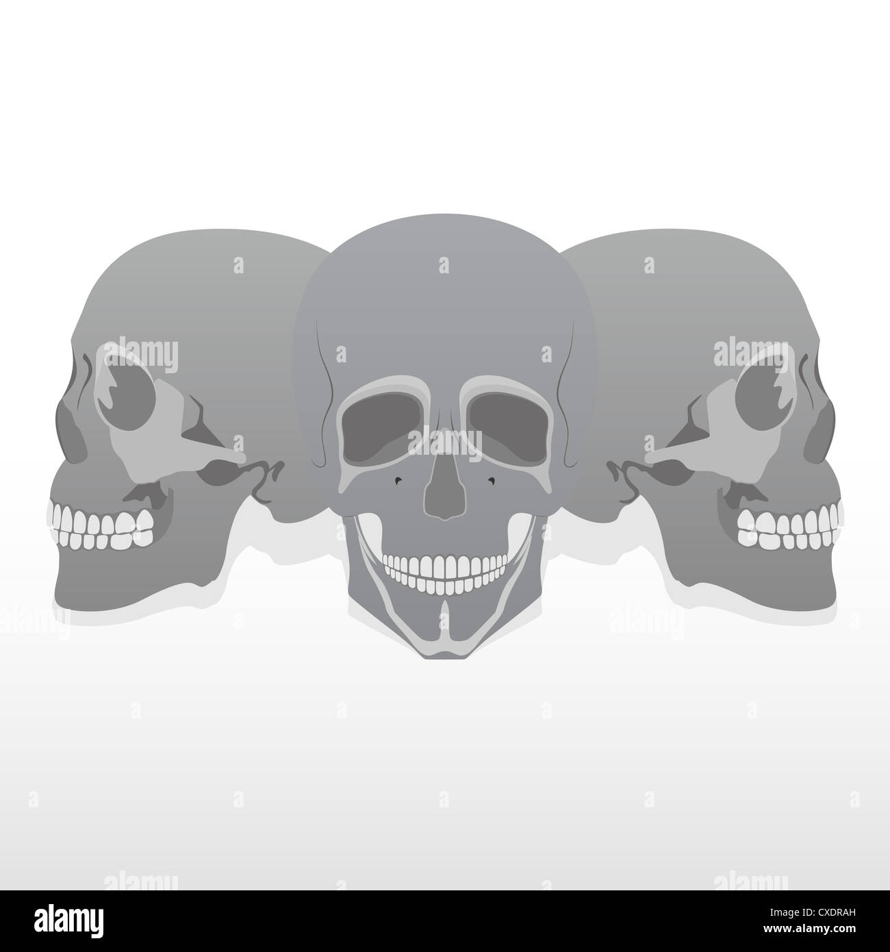 Three human skulls. Illustration on white background Stock Photo - Alamy