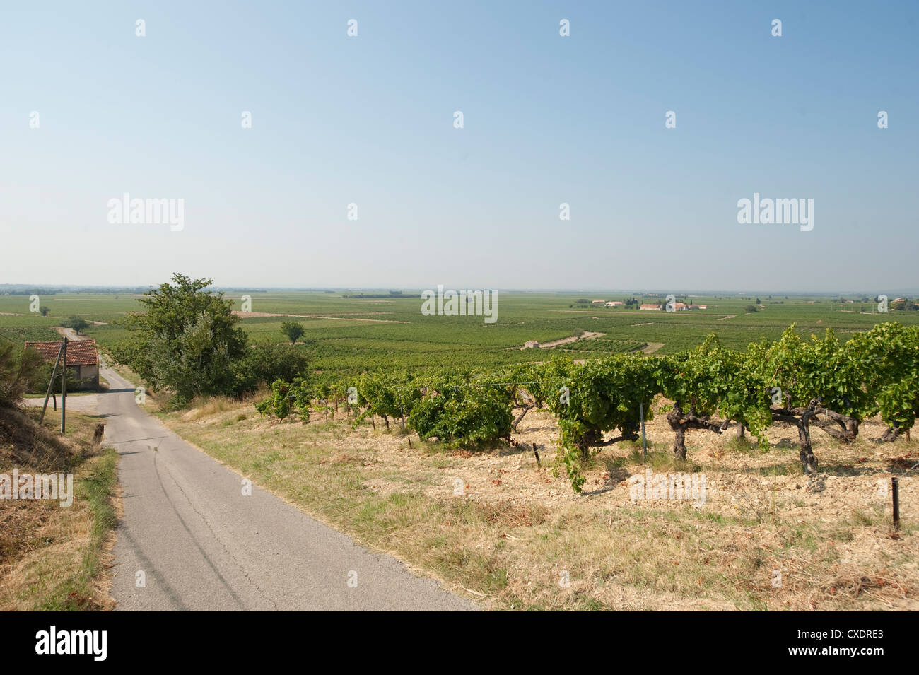 Vineyard on southern slope hi-res stock photography and images - Alamy
