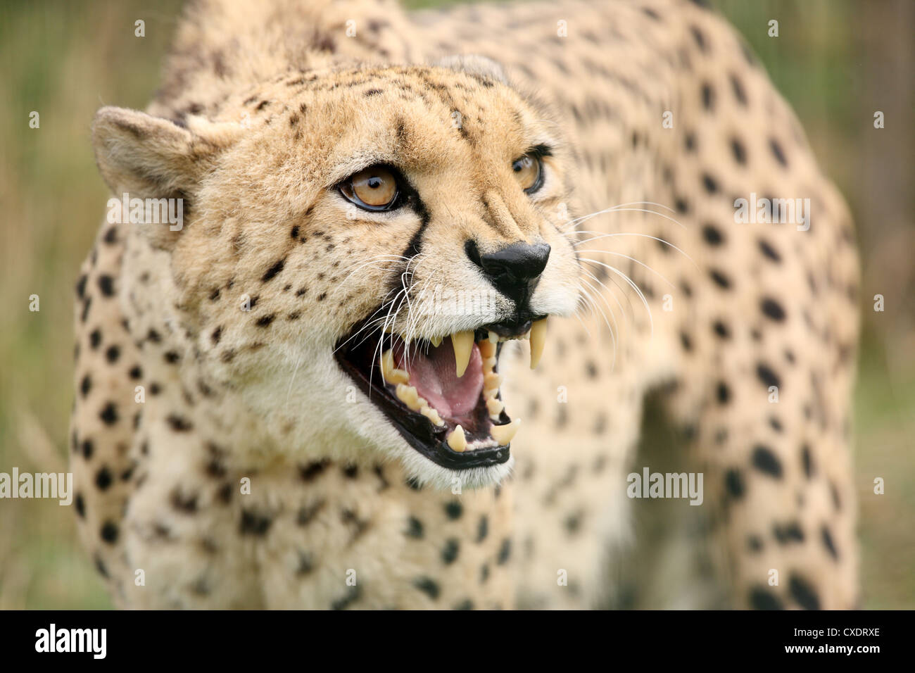 Cheetah Teeth Diagram