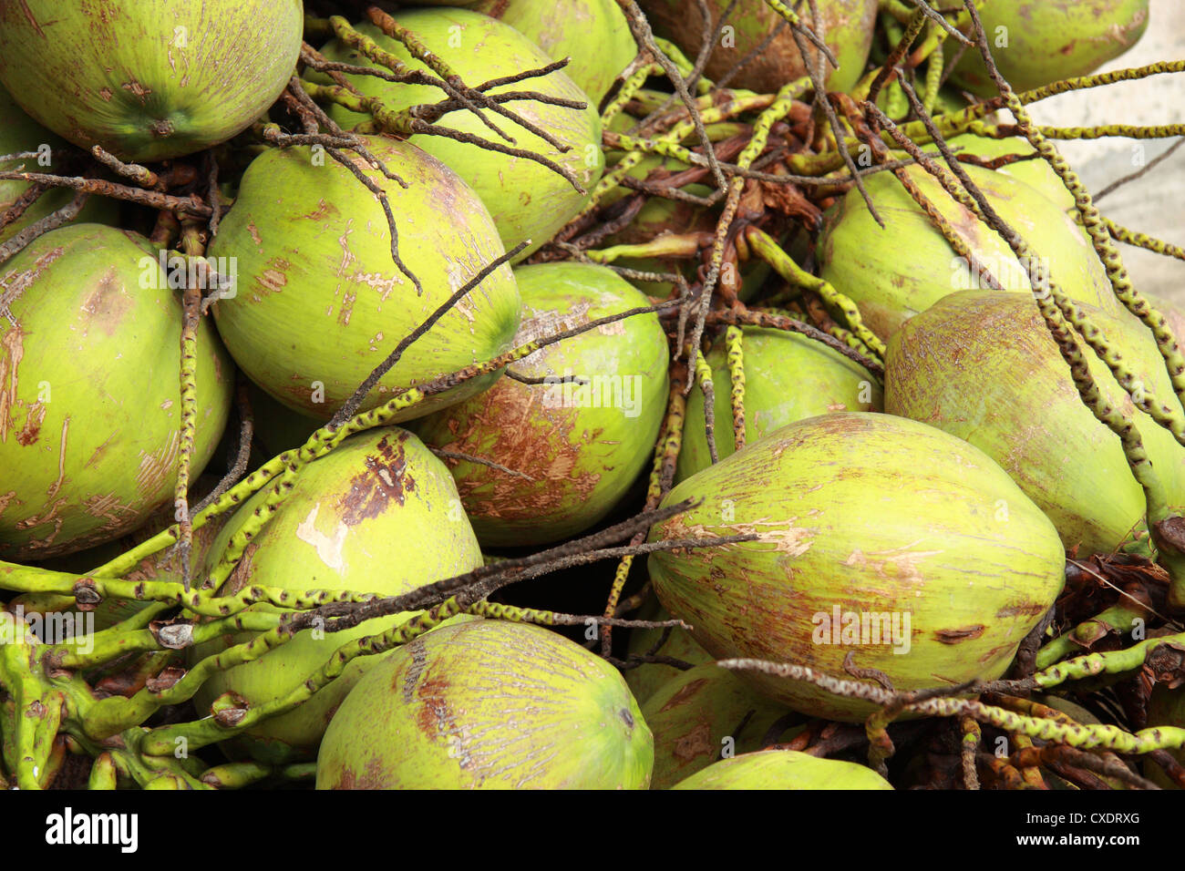 Coconut frame hi-res stock photography and images - Alamy