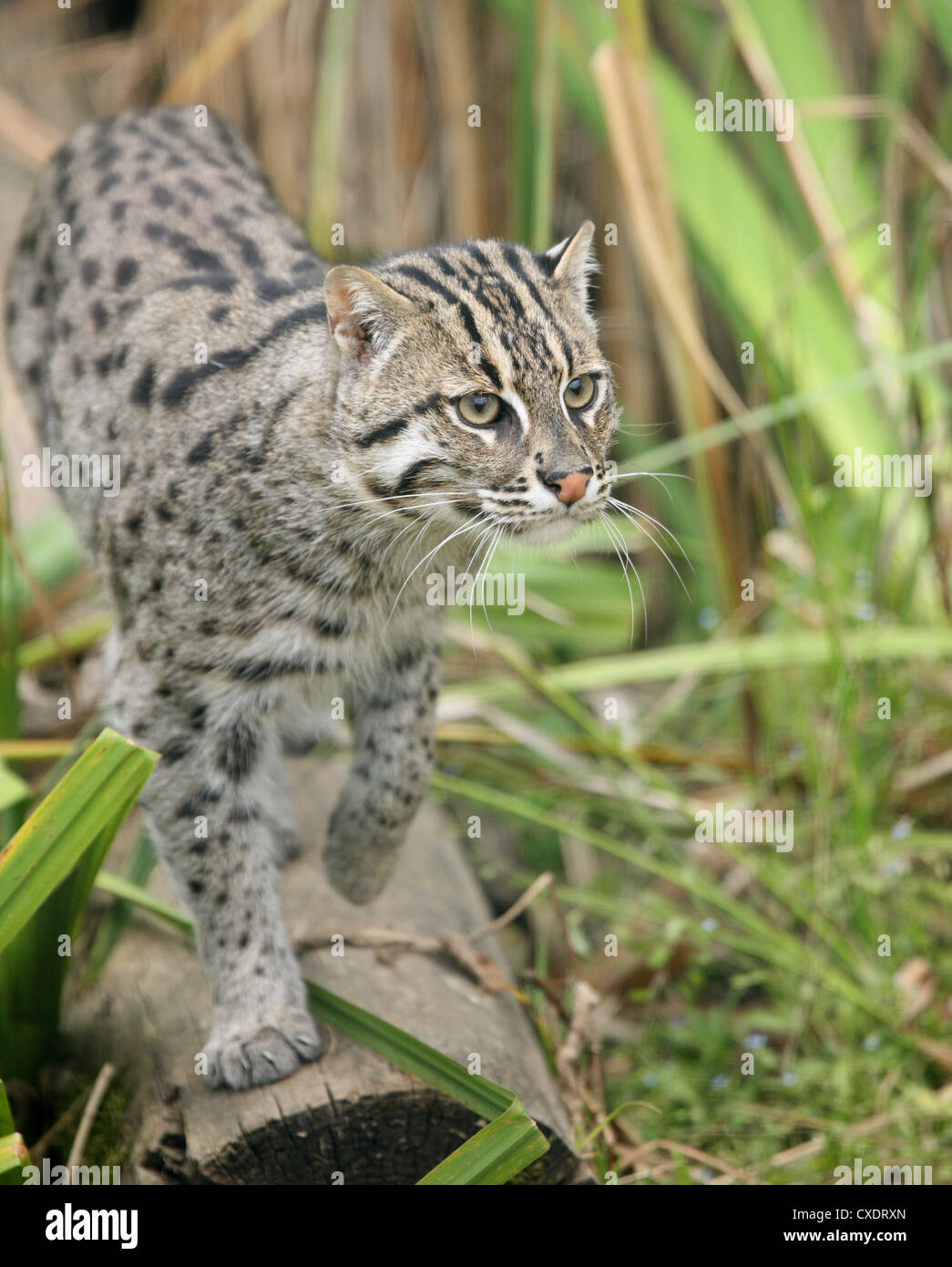 Fishing cat hi-res stock photography and images - Alamy