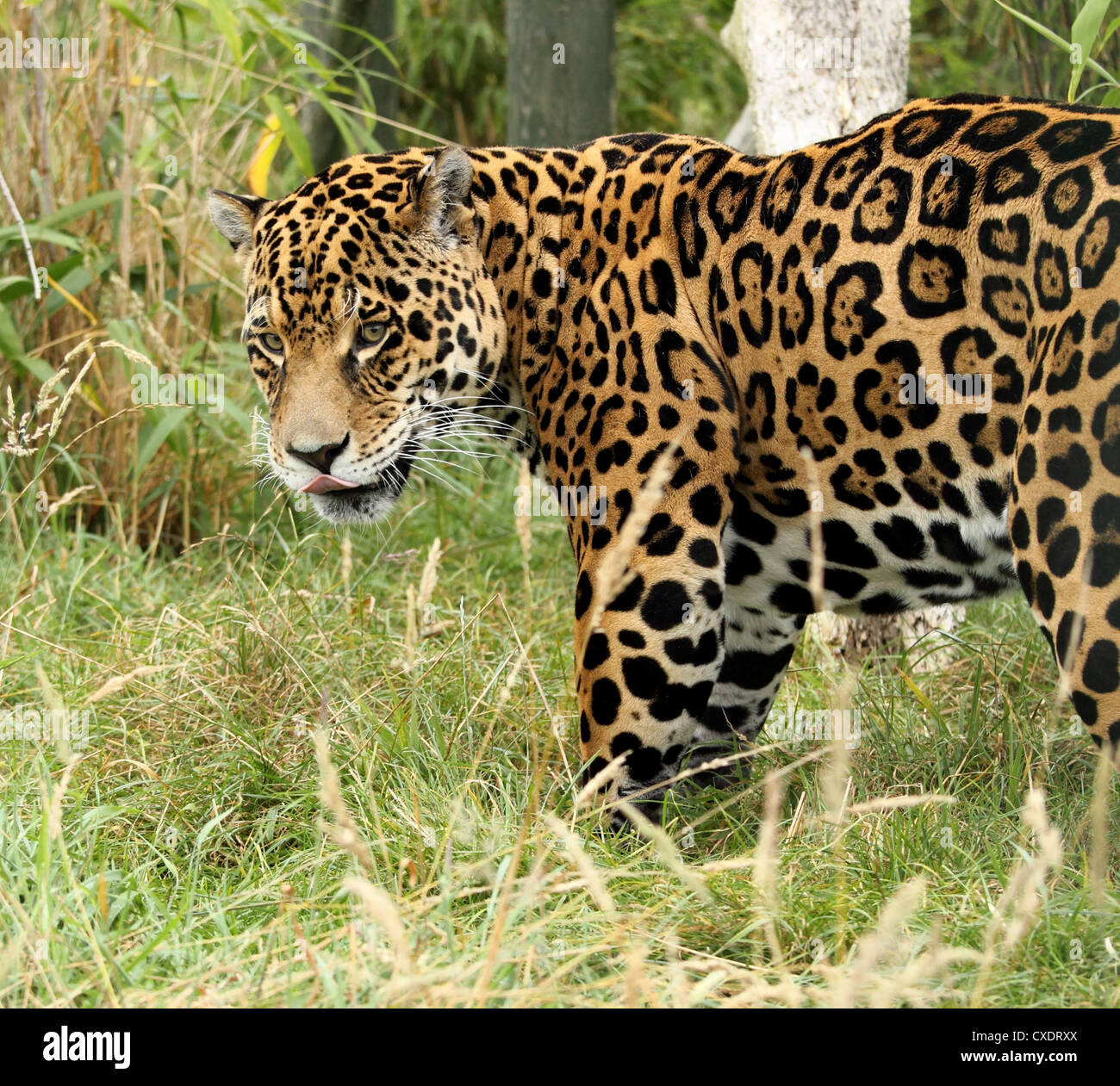 Jaguar big cat hi-res stock photography and images - Alamy